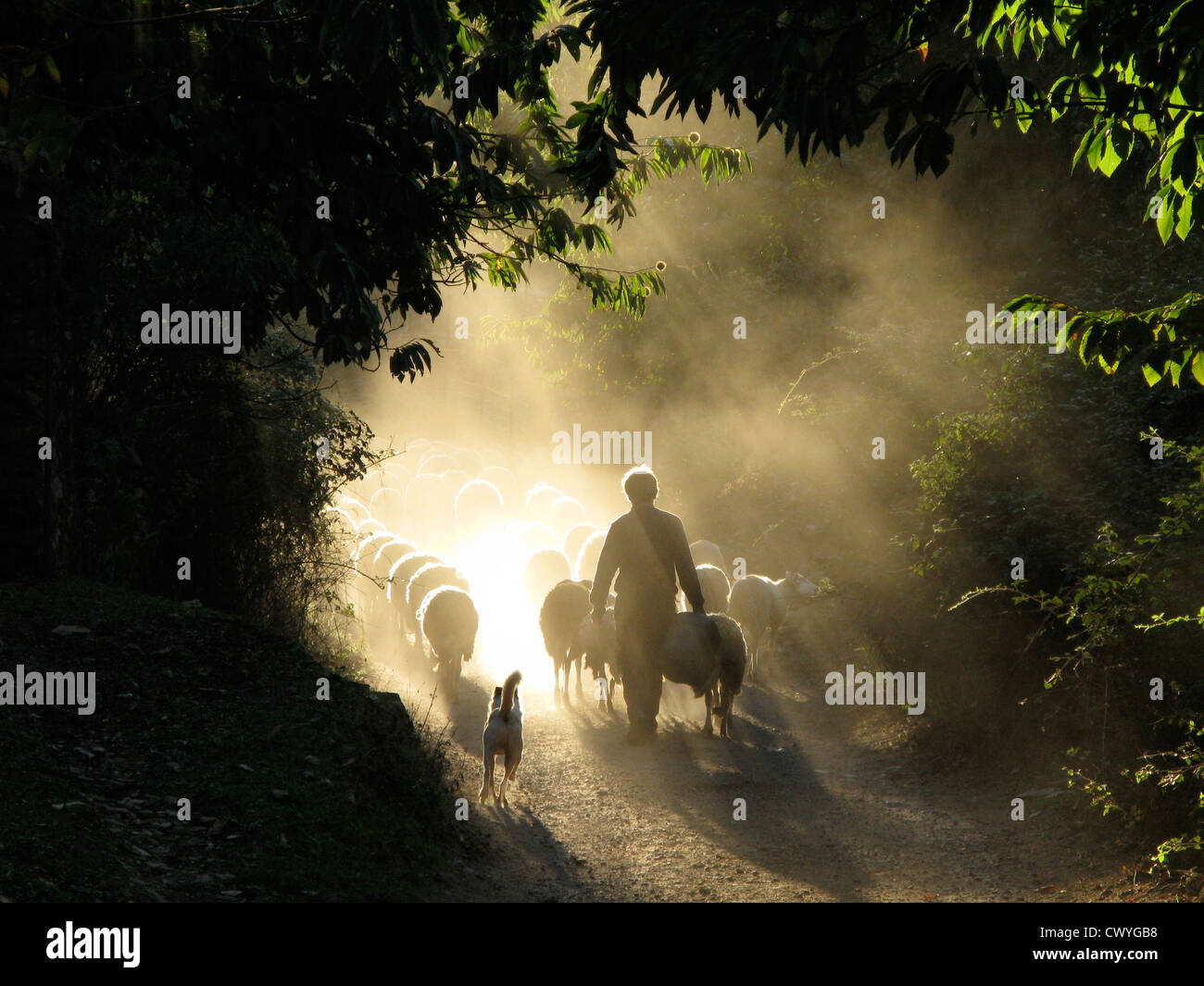 Silhouette, shepherd, sheep flock, sheepdog, walking to bright light ...