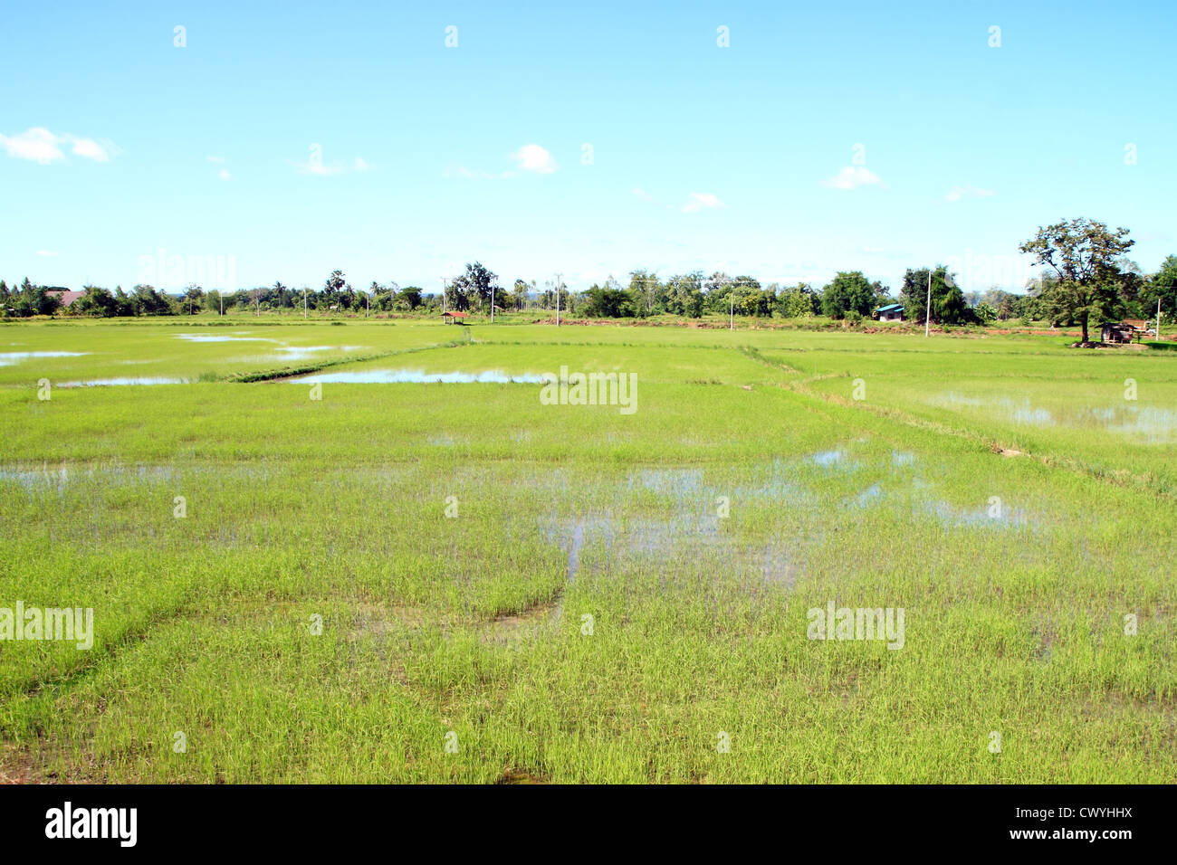 green grass rice field with blue sky Stock Photo - Alamy