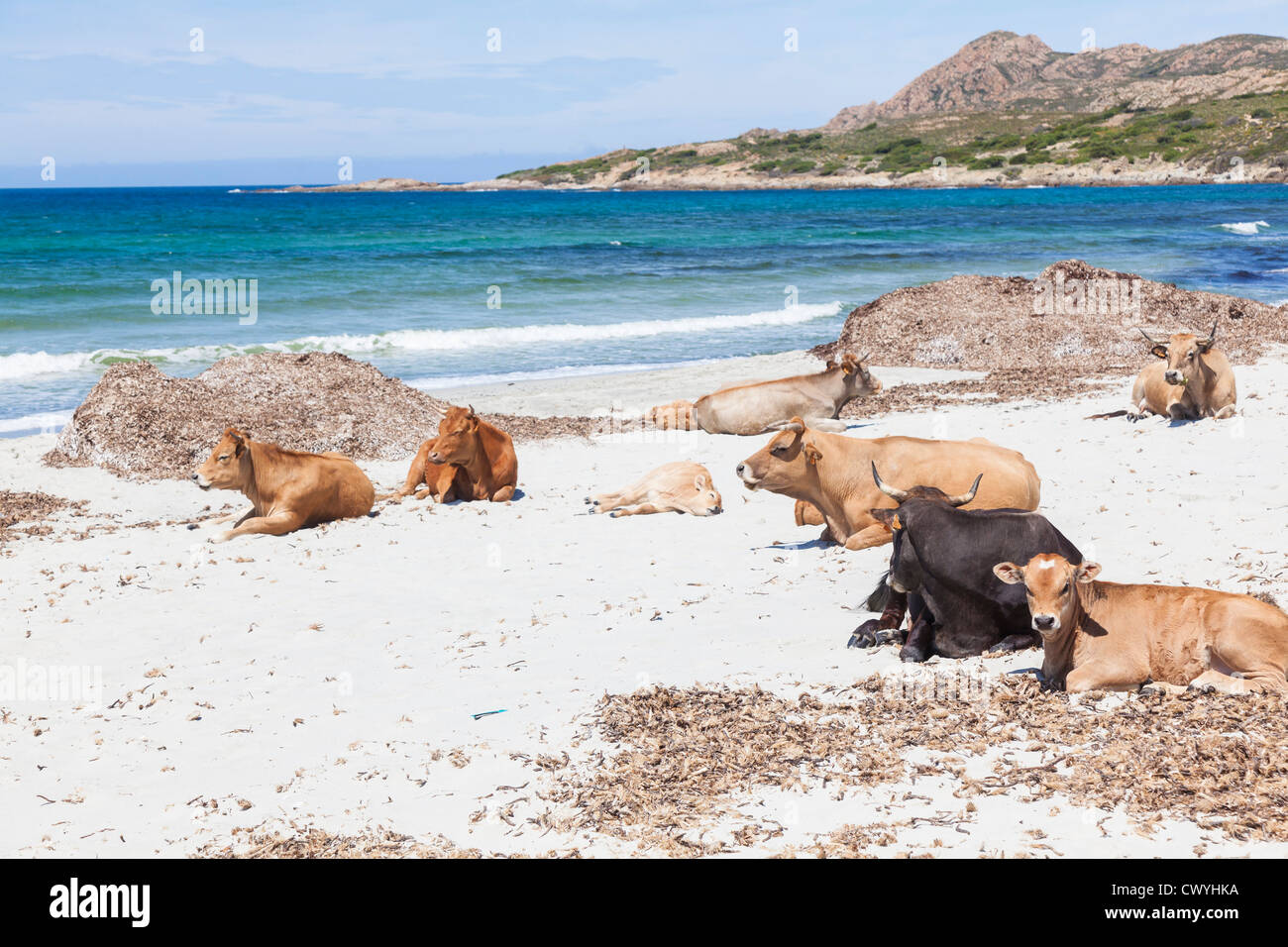 Cows on the beach of Peraiola, Corsica, France Stock Photo - Alamy
