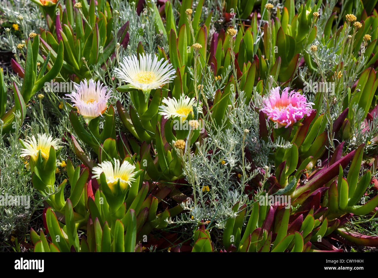 Corsica france spring flower hi-res stock photography and images - Alamy