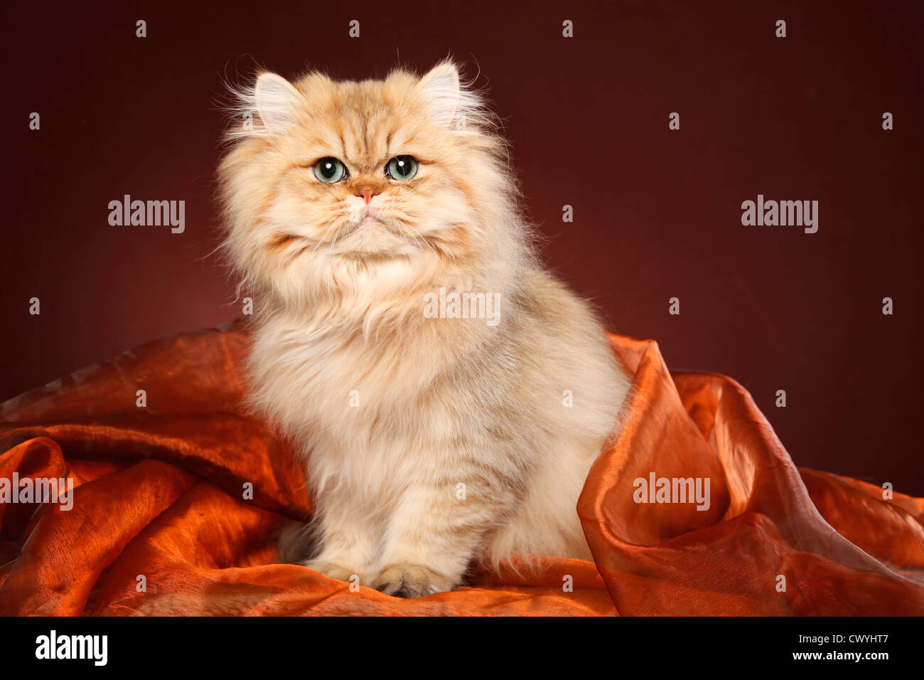 golden chinchilla Perser / persian cat Stock Photo - Alamy