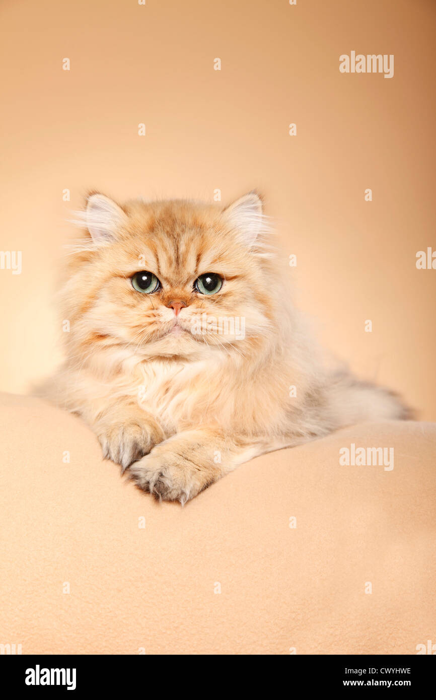 golden chinchilla Perser / persian cat Stock Photo - Alamy