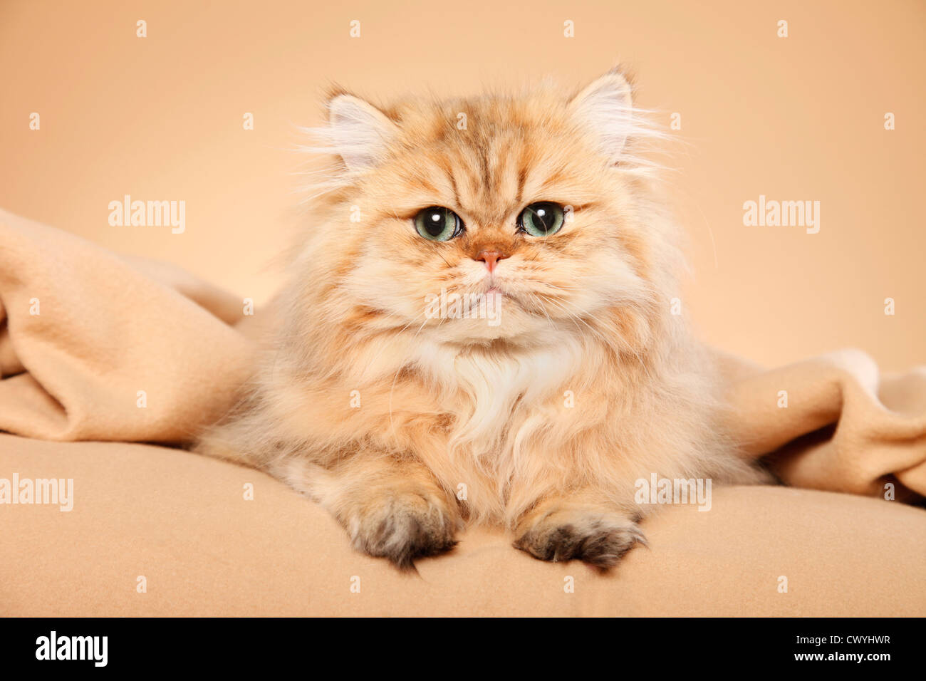 golden chinchilla Perser / persian cat Stock Photo - Alamy