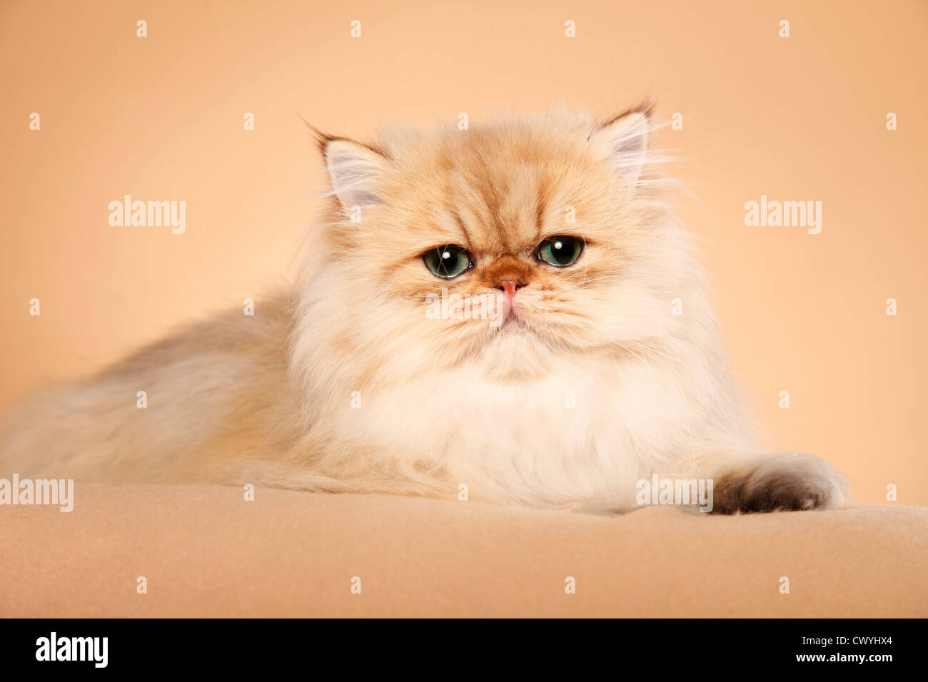 golden chinchilla Perser / persian cat Stock Photo - Alamy