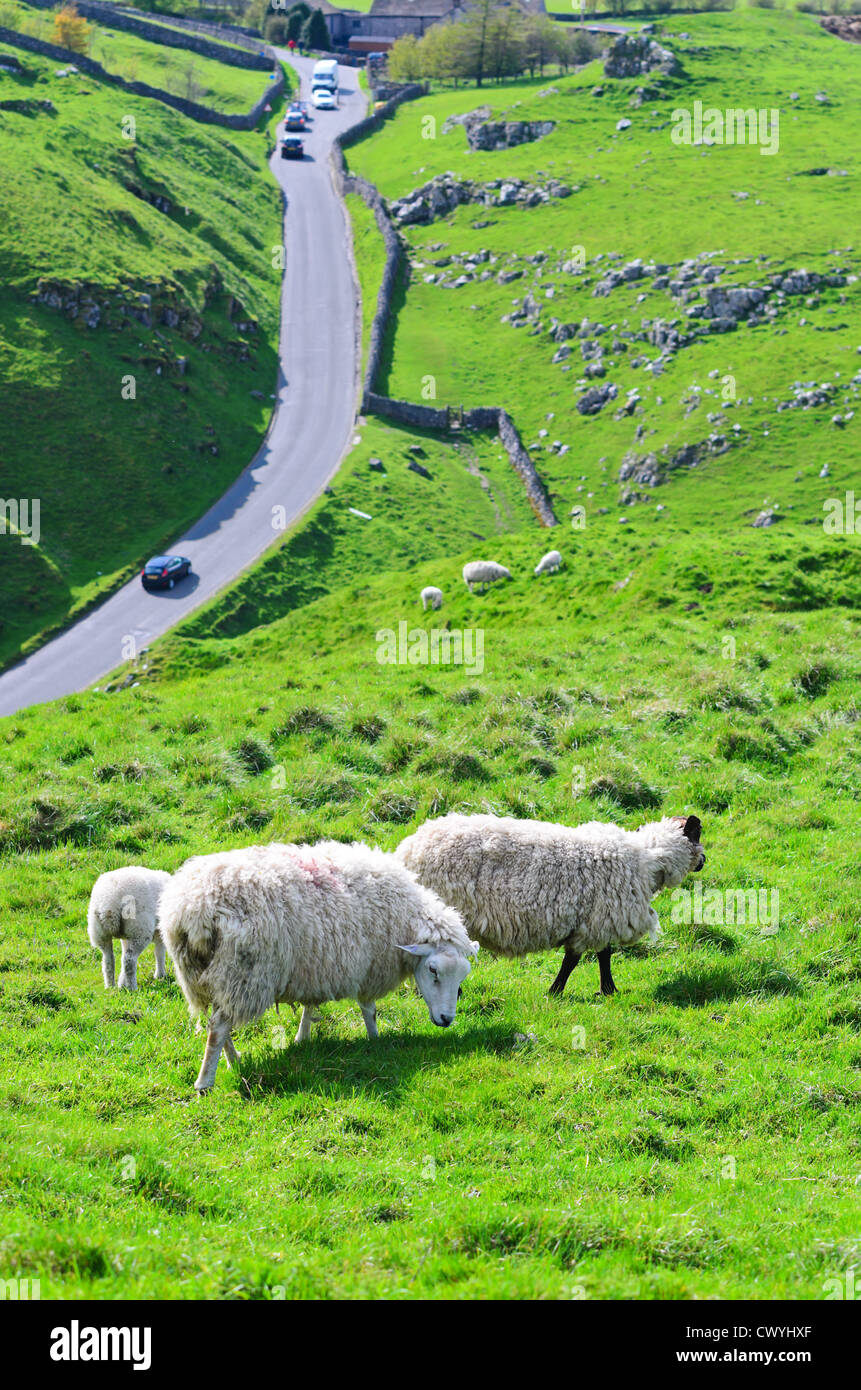 Sheep peak district hi-res stock photography and images - Alamy