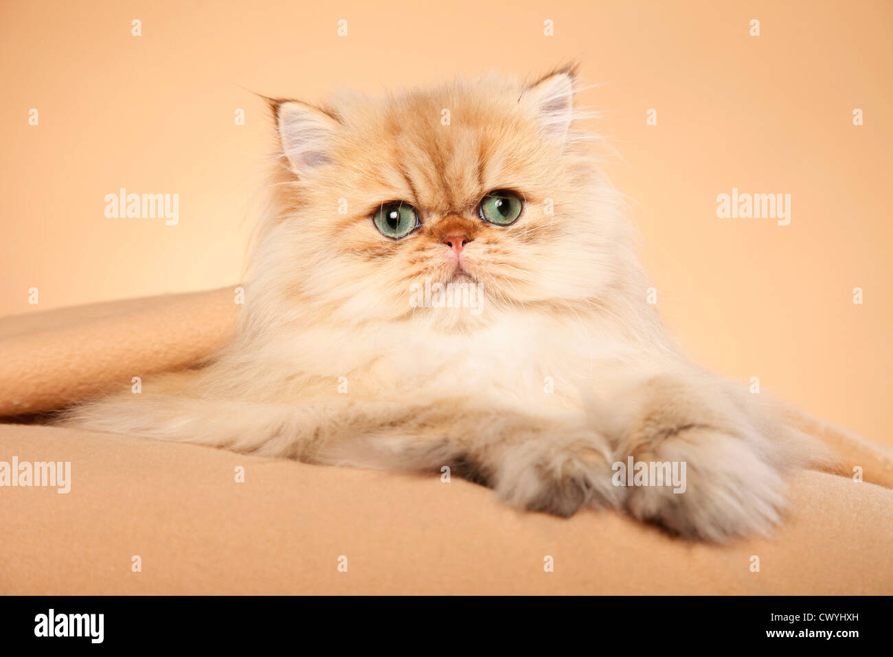 Golden persian cat hi-res stock photography and images - Alamy