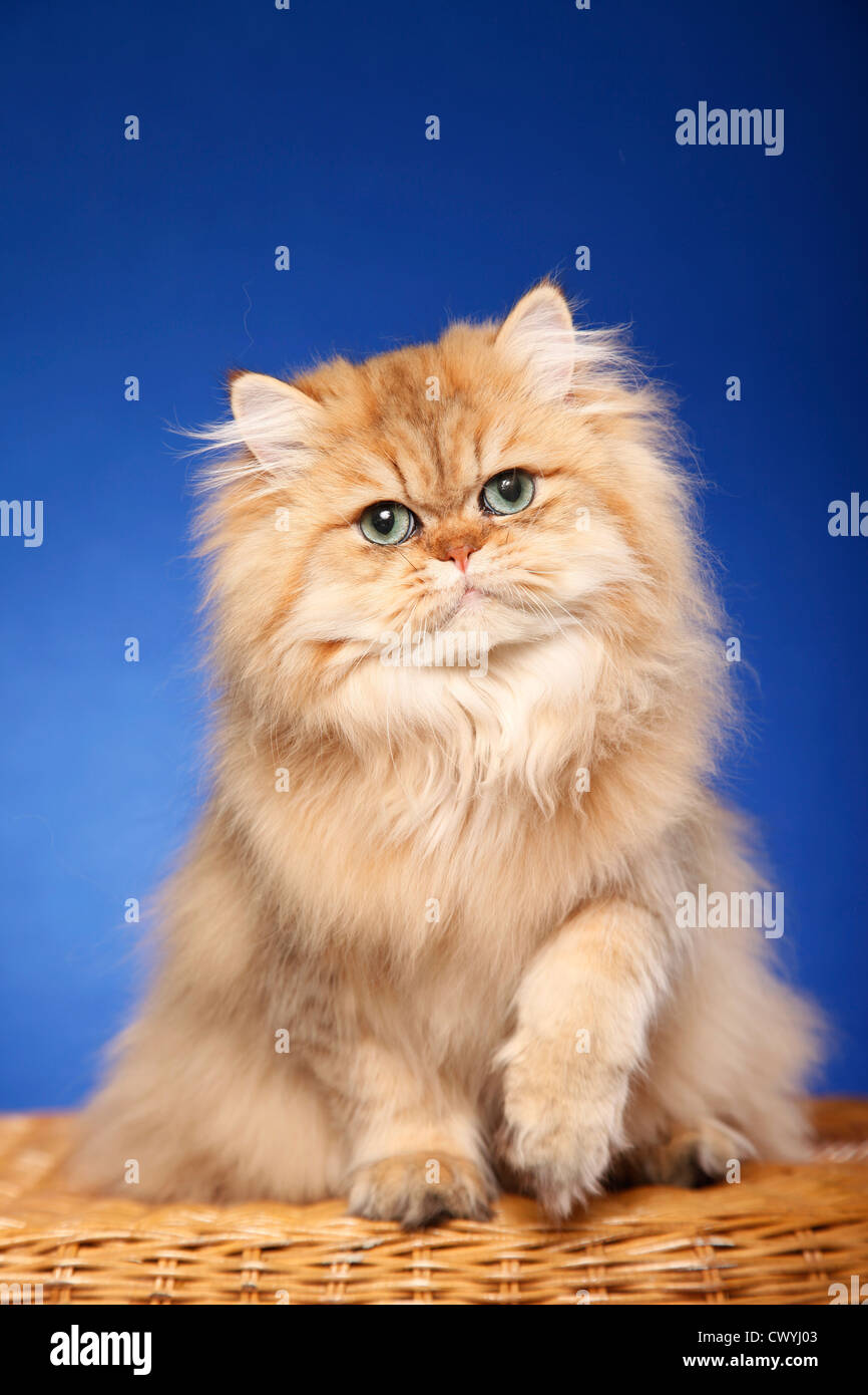 golden chinchilla Perser / persian cat Stock Photo - Alamy
