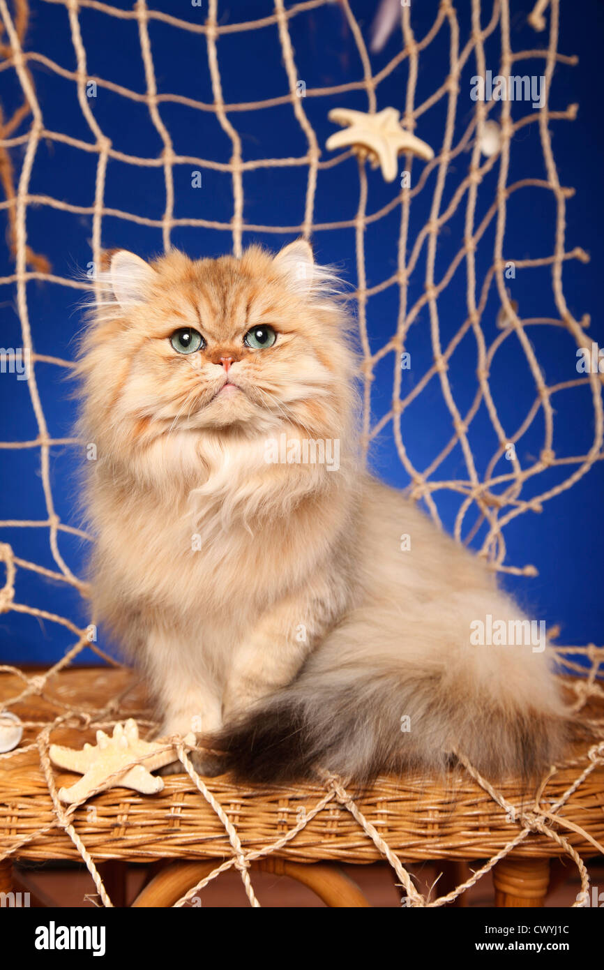 golden chinchilla Perser / persian cat Stock Photo - Alamy