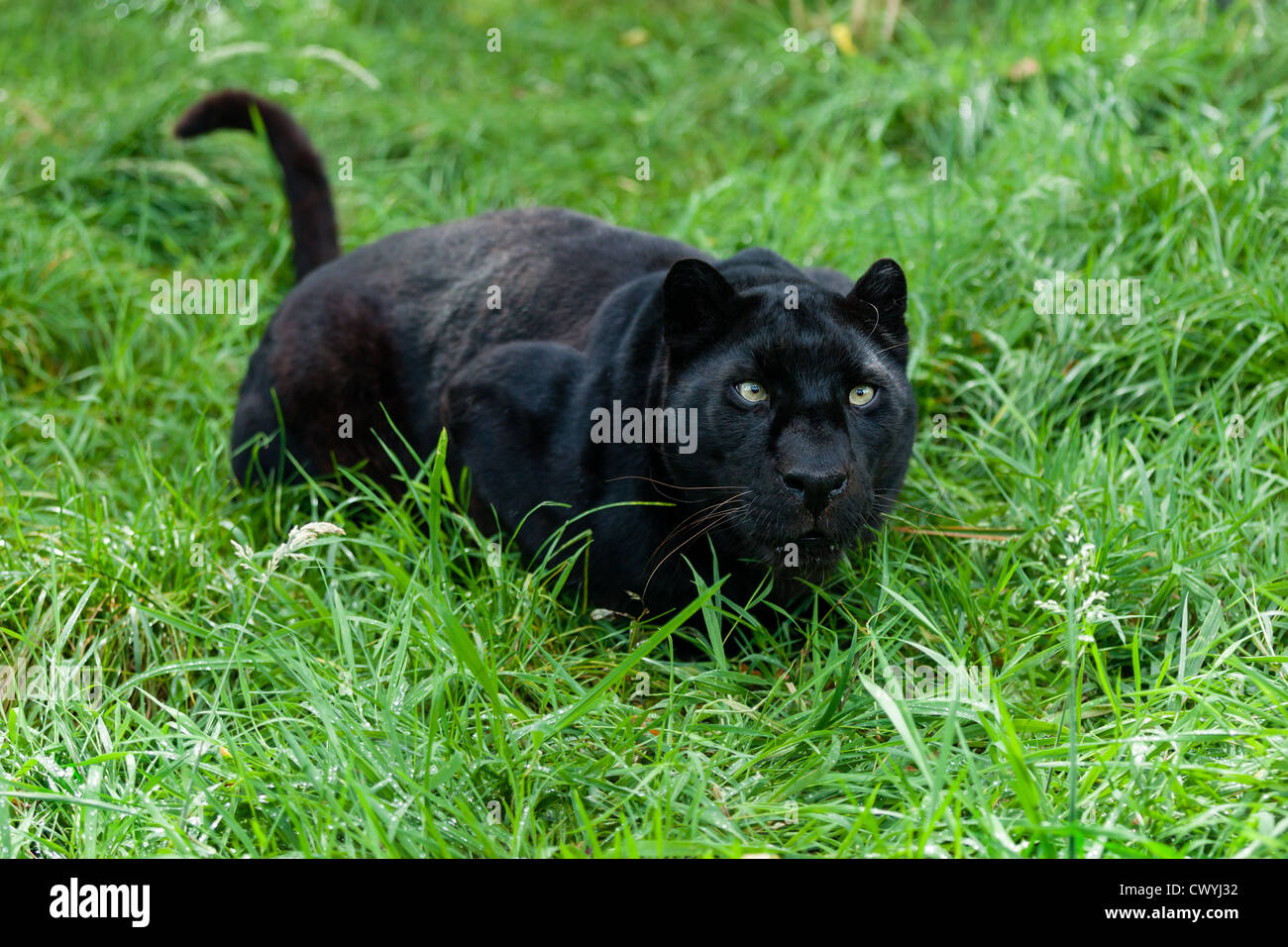 Black Leopard Ready to Pounce in Long Grass Panthera Pardus Stock Photo ...