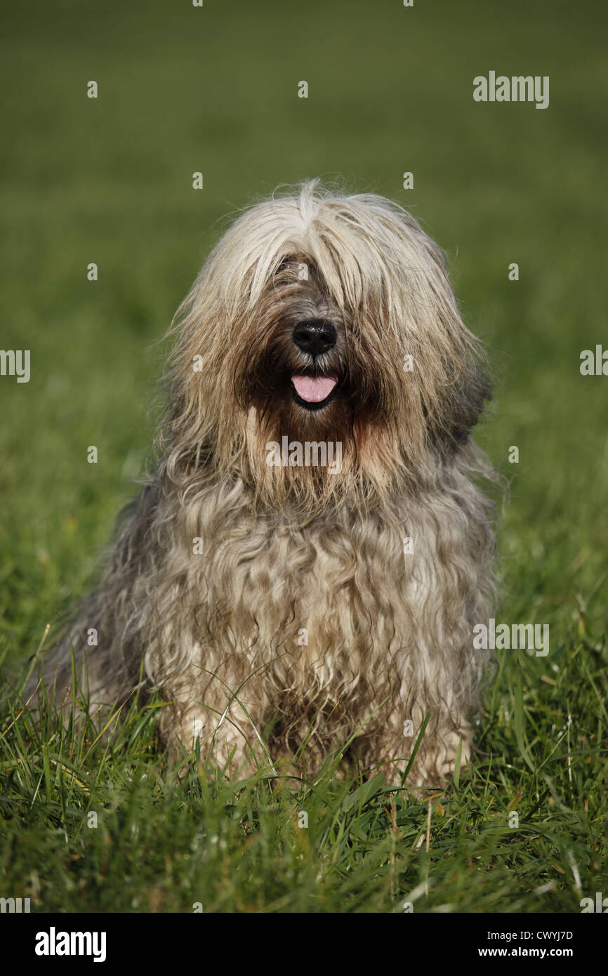 Pon dog hi-res stock photography and images - Alamy