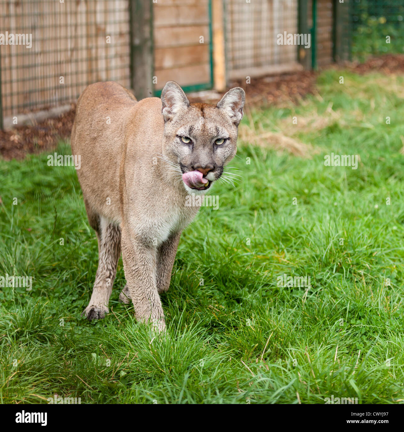 Prowling Puma Licking Lips in Enclosure Felis Concolor Stock Photo - Alamy