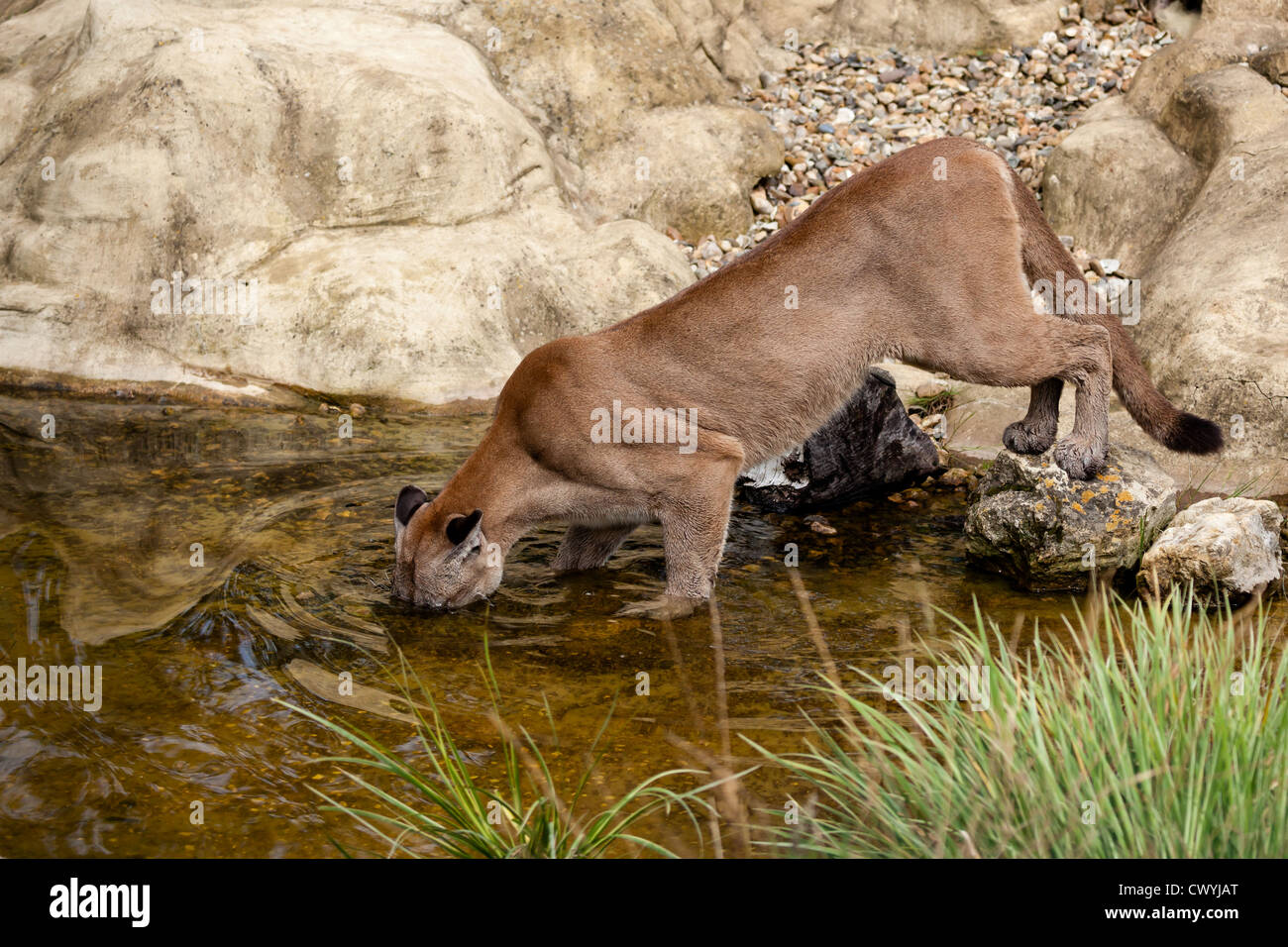 Puma Fishing in a Pond Felis Concolor Stock Photo - Alamy
