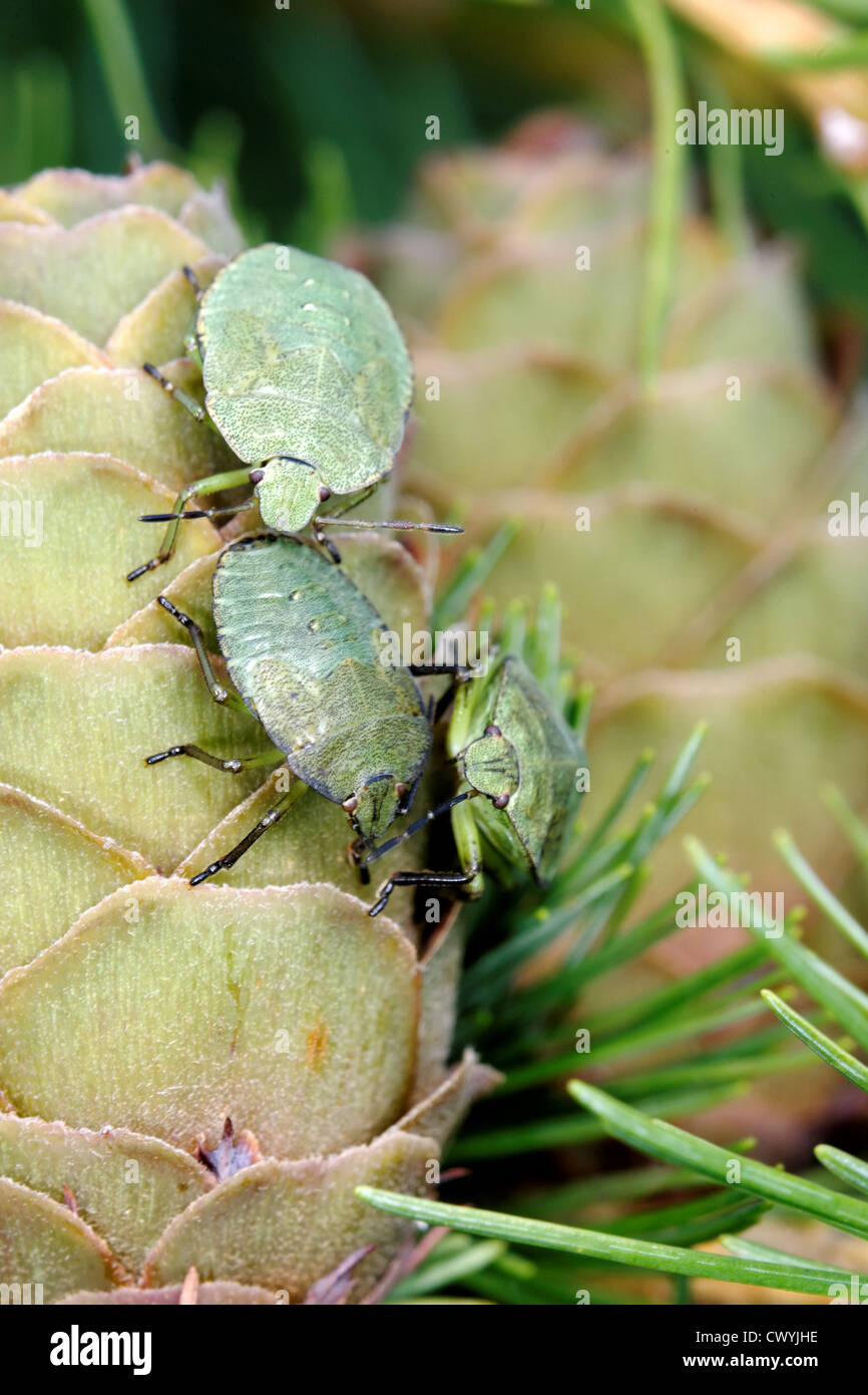 Common green shieldbug hi-res stock photography and images - Alamy