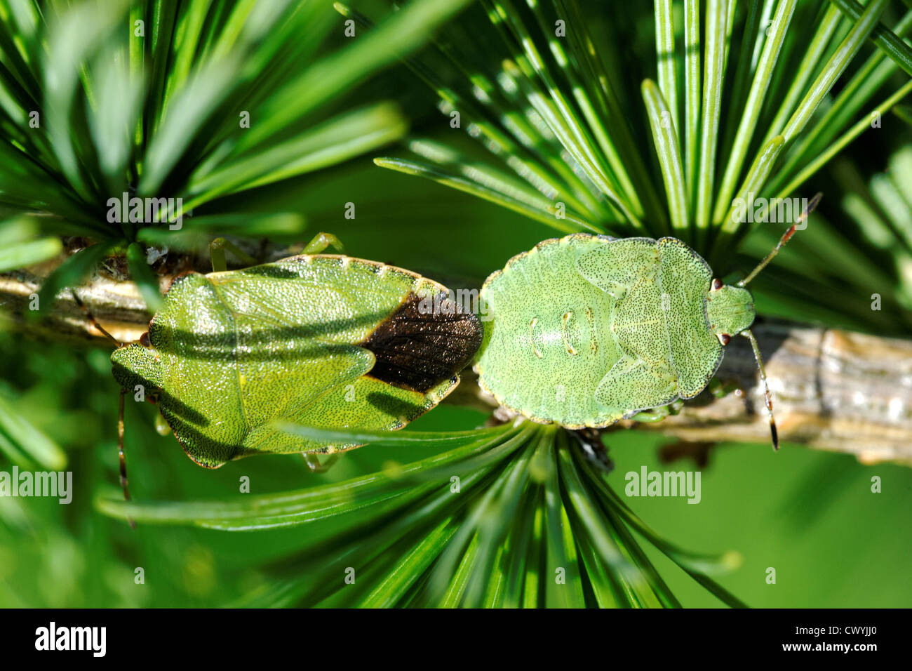 Common Green Shieldbugs (Palomela prasina) on larch tree Stock Photo ...