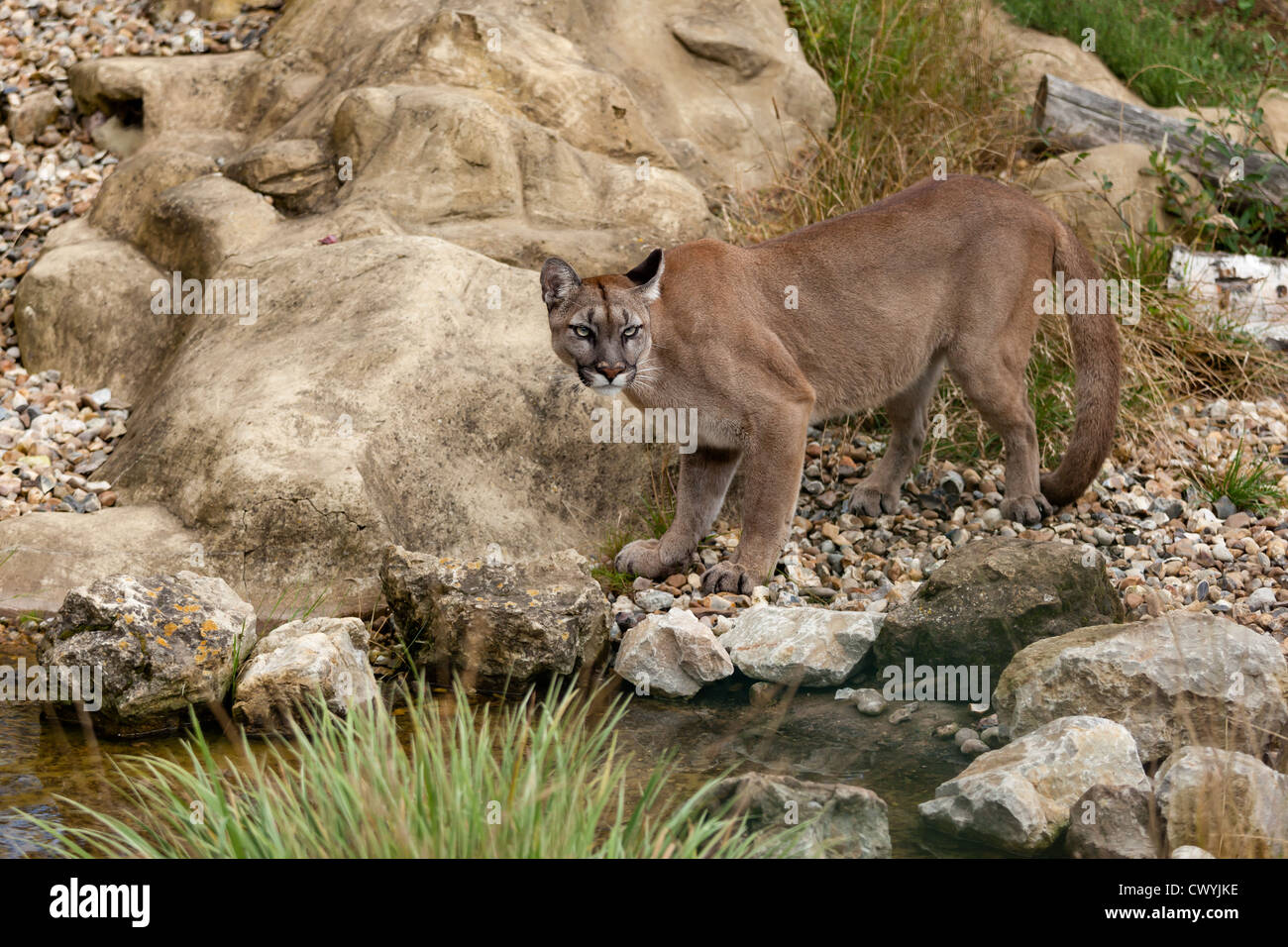 Puma Standing Staring on Rocks Felis Concolor Stock Photo - Alamy
