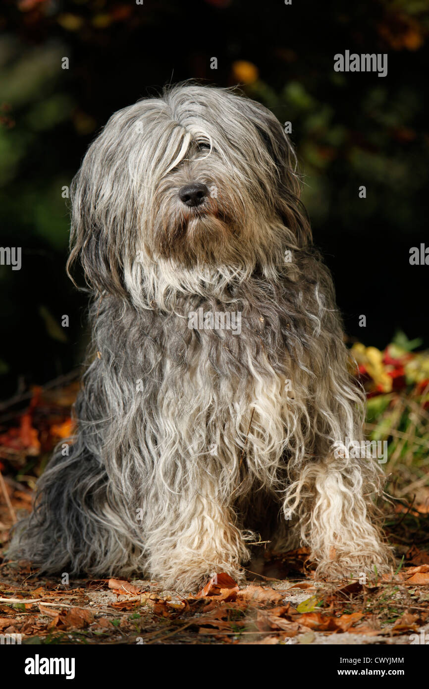 Polish lowland sheepdog Stock Photo - Alamy