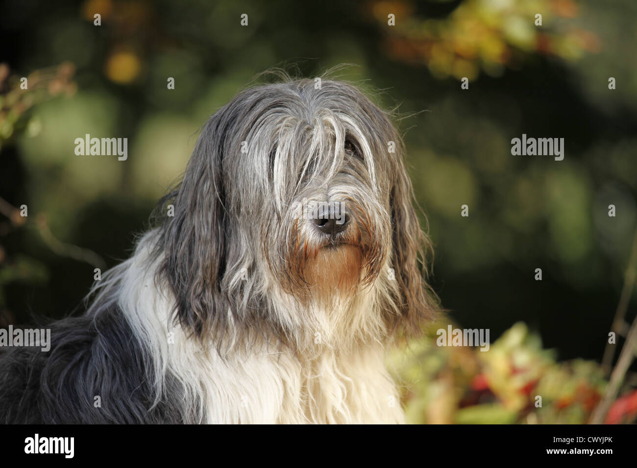 Polish lowland sheepdog Stock Photo - Alamy