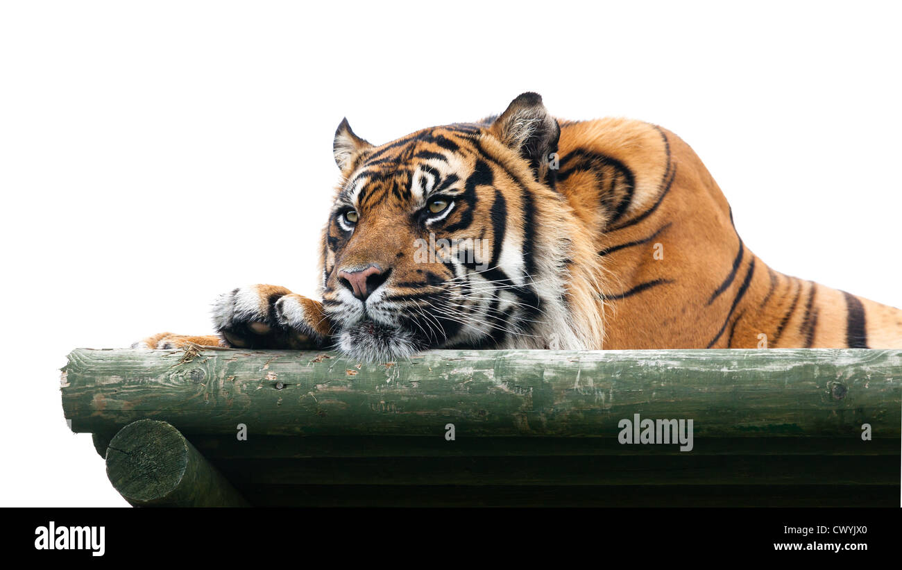 Sumatran Tiger Lying on Wooden Platform Isolated Panthera Tigris ...