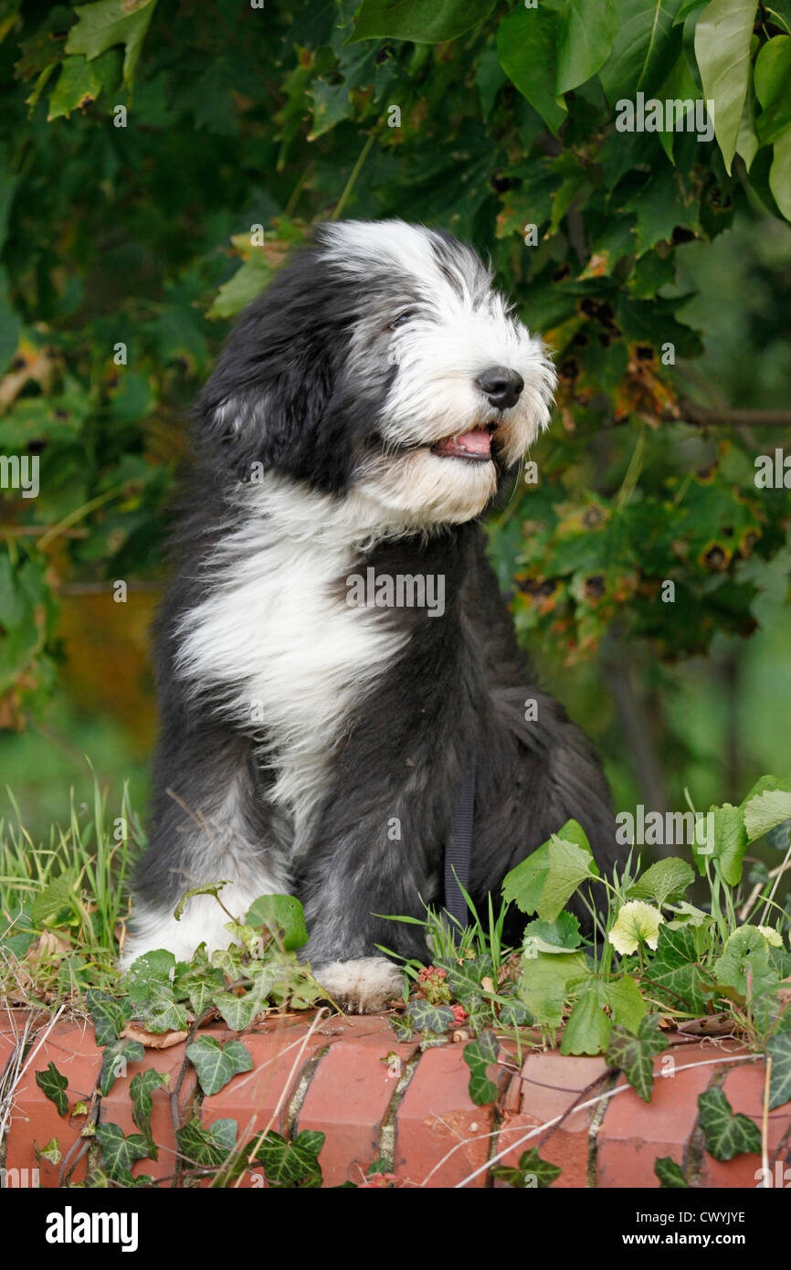 Bearded Collie Puppy Stock Photo - Alamy