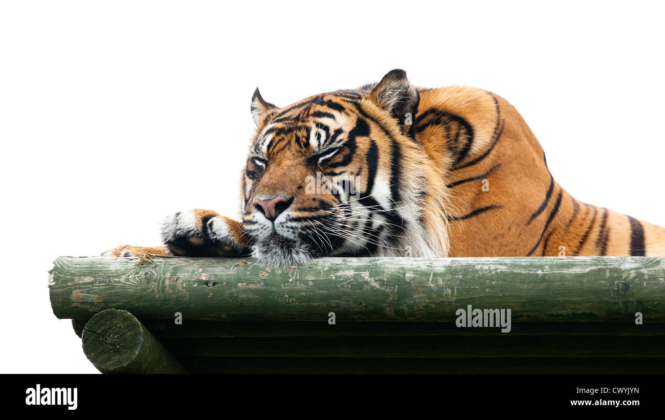 Sumatran Tiger Sleeping on Wooden Platform Isolated Panthera Tigris ...