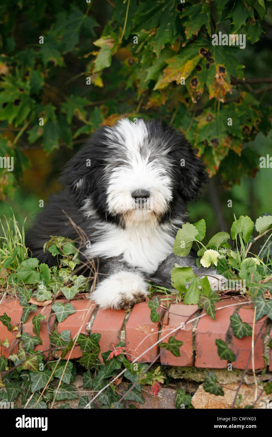 Bearded Collie Puppy Stock Photo - Alamy