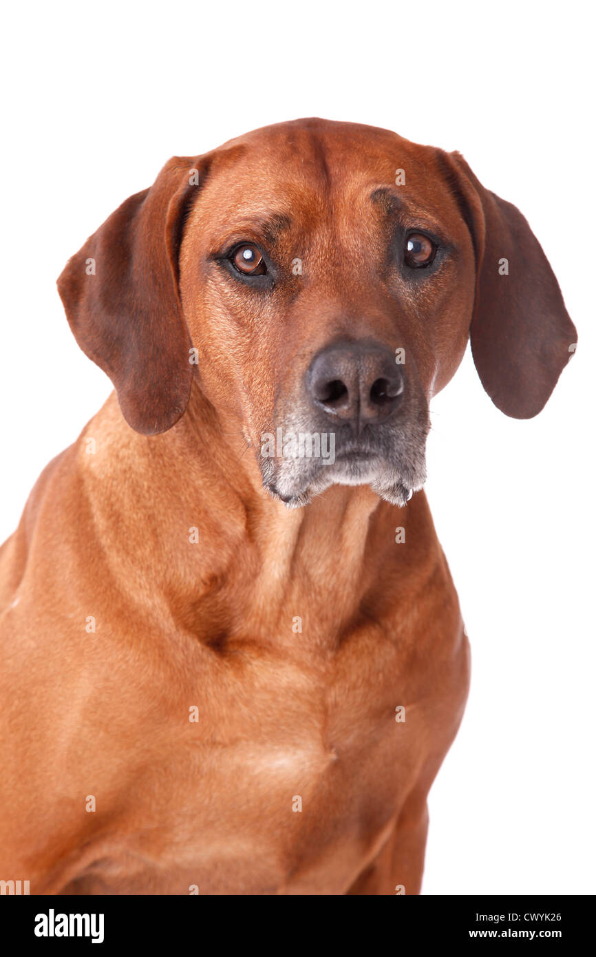 Rhodesian Ridgeback Portrait Stock Photo - Alamy