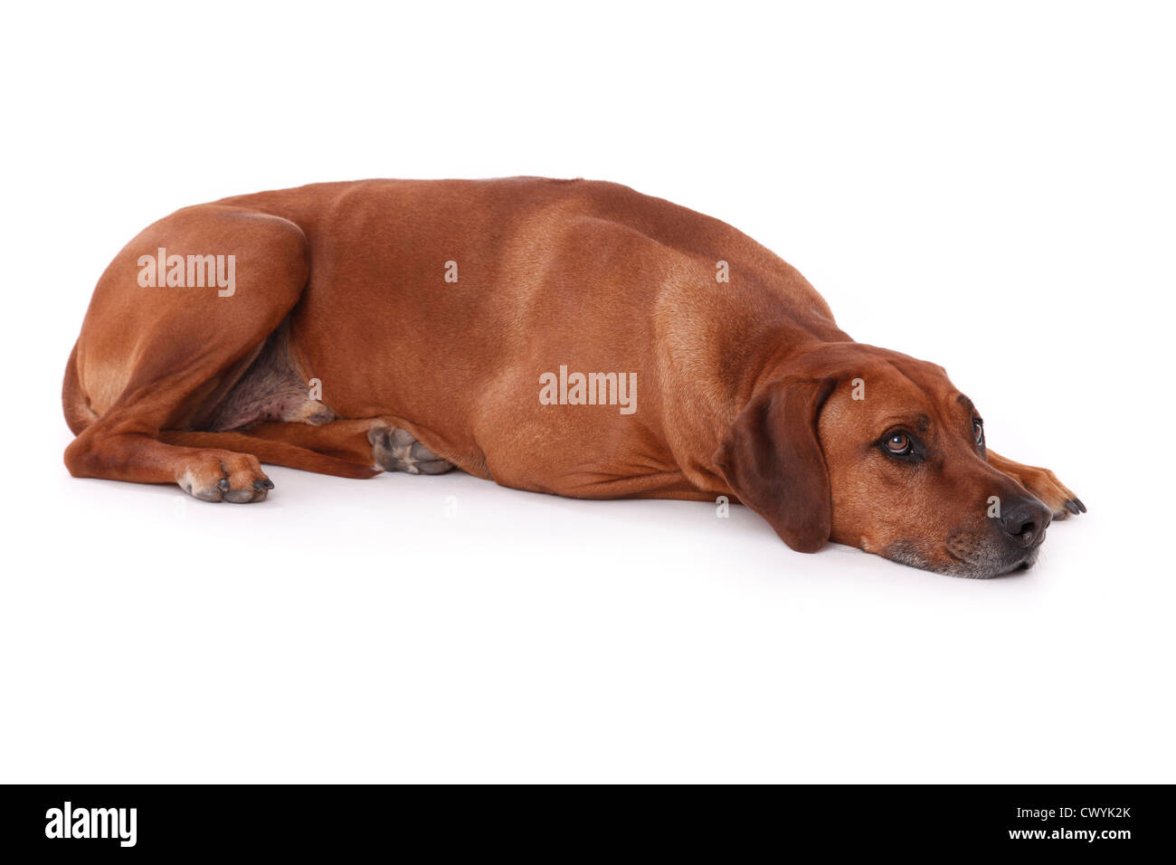 lying Rhodesian Ridgeback Stock Photo - Alamy