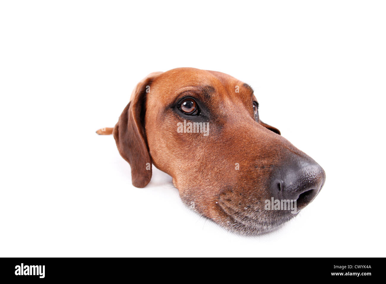 Portrait of a white lion Cut Out Stock Images & Pictures - Alamy