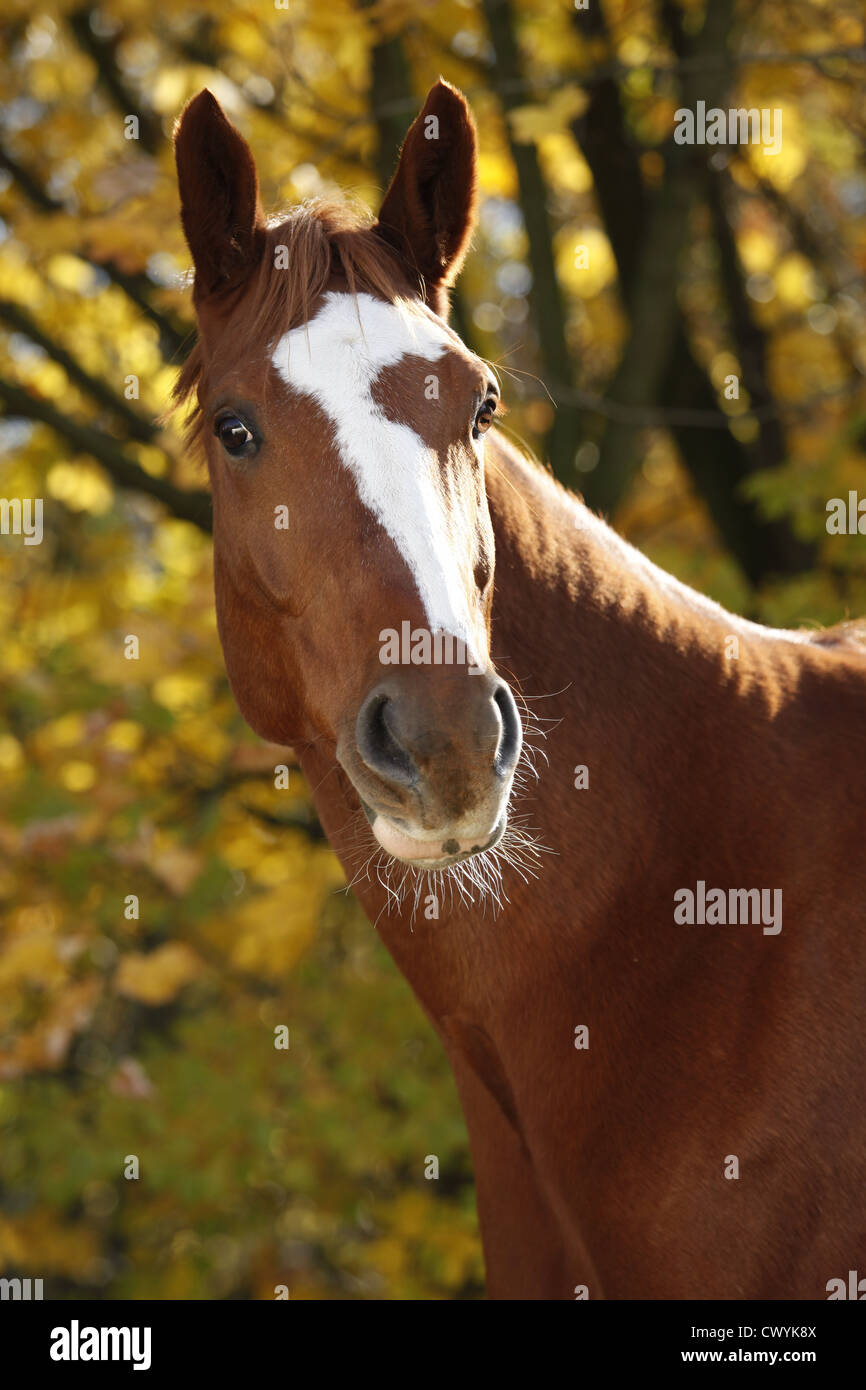 sorrel horse portrait Stock Photo - Alamy