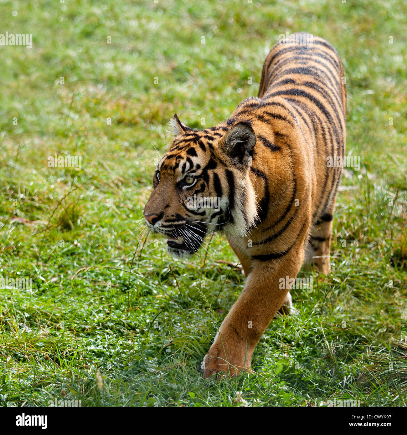 Stalking tiger hi-res stock photography and images - Alamy