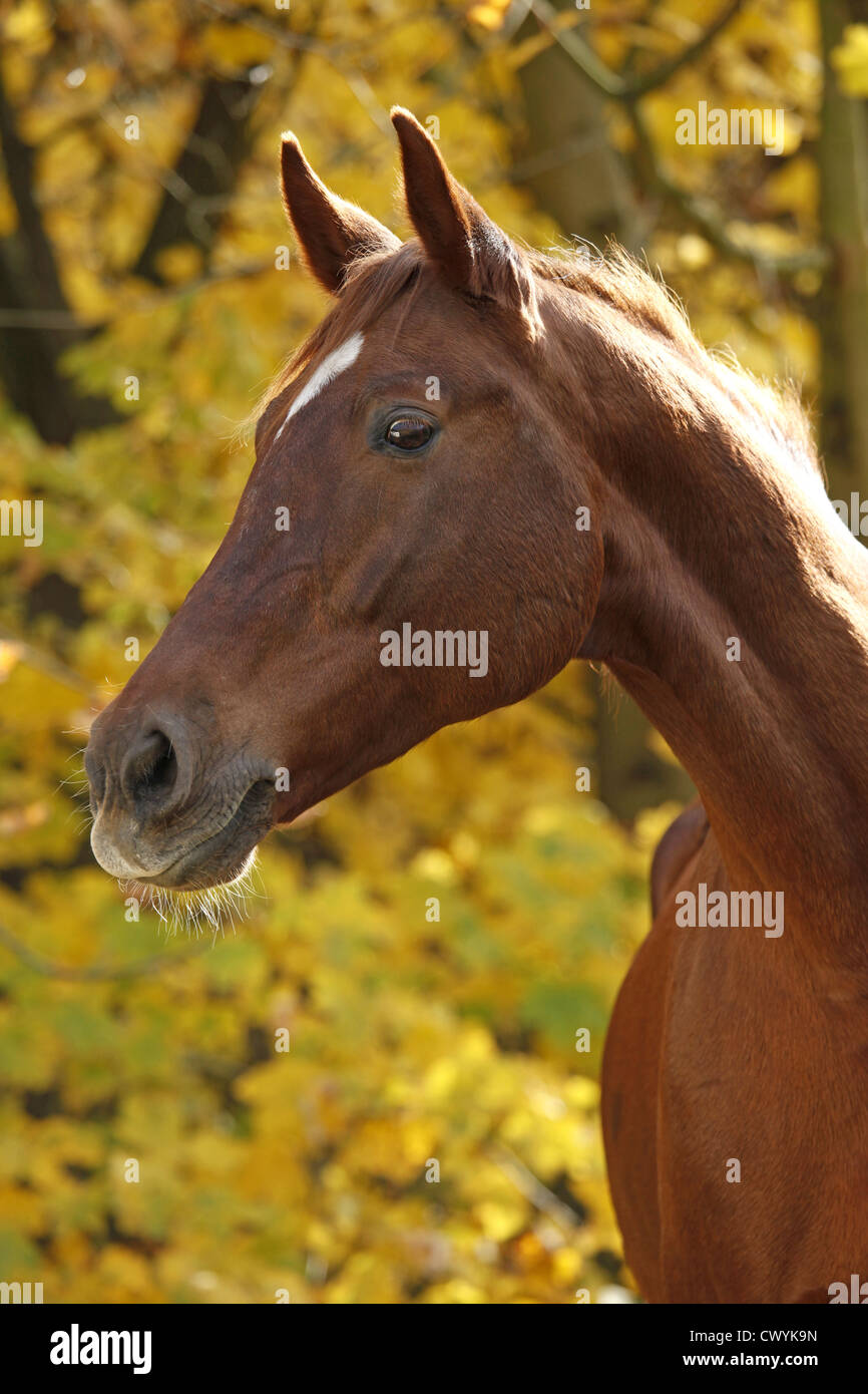 Horse head side view hi-res stock photography and images - Alamy
