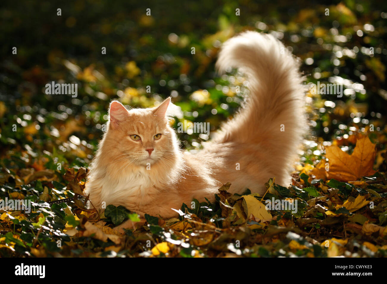 Moody cat hi-res stock photography and images - Alamy