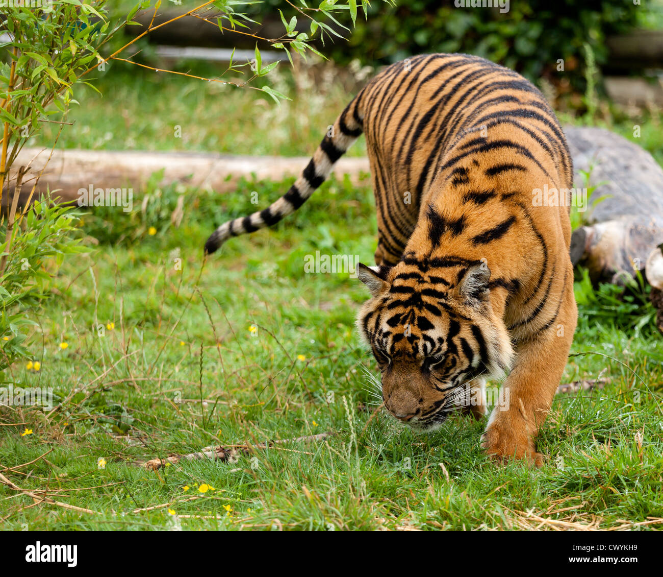 Young Sumatran Tiger Sniffing Something in Wet Grass Panthera Tigris ...
