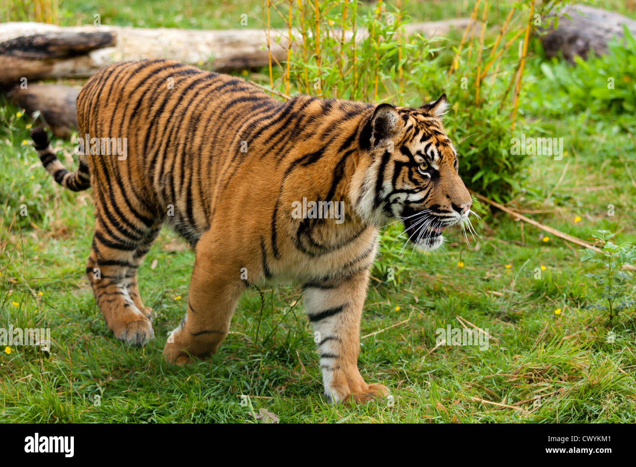 Panthera tigris suma hi-res stock photography and images - Alamy