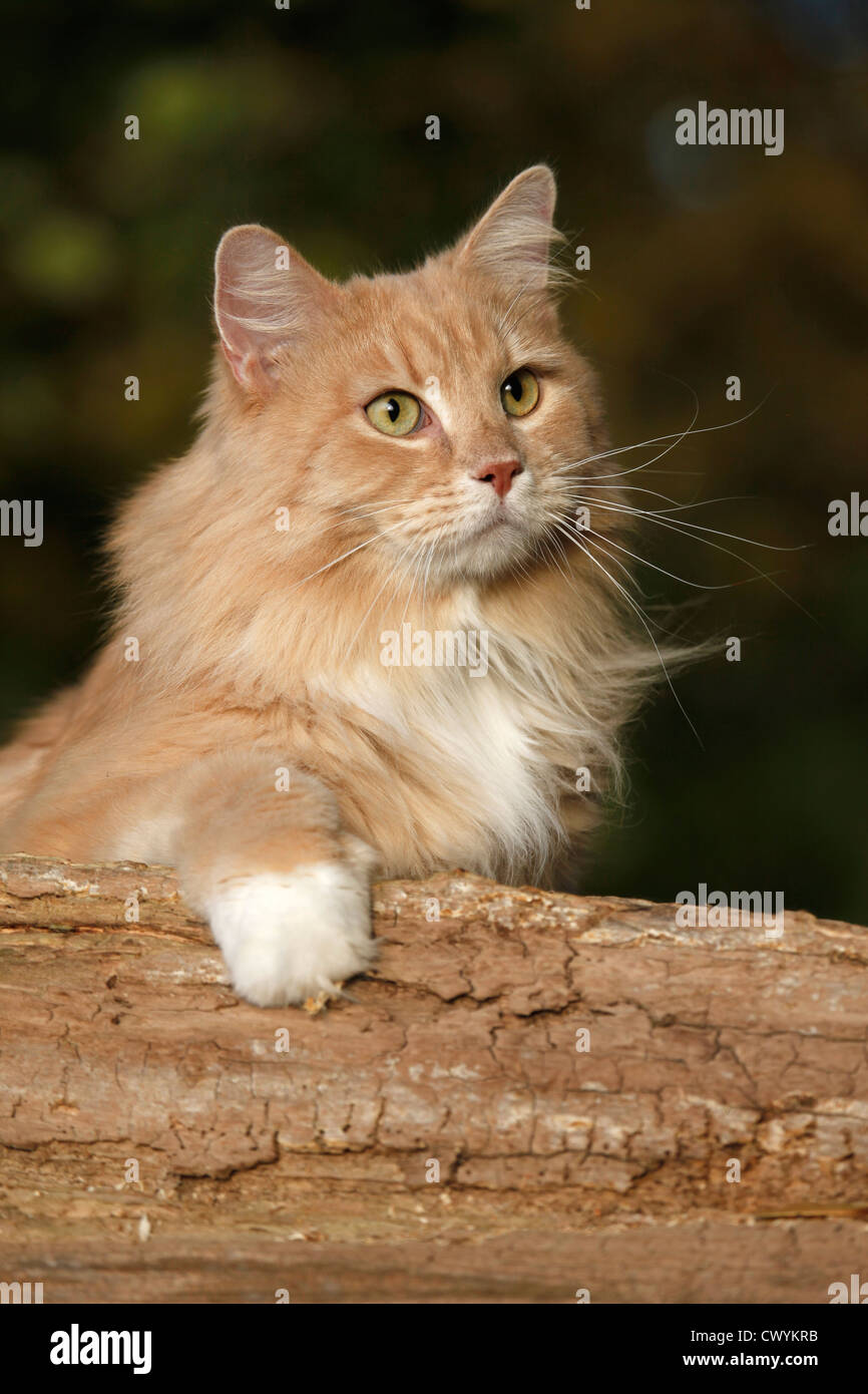 Tomcat cat tree hi-res stock photography and images - Alamy