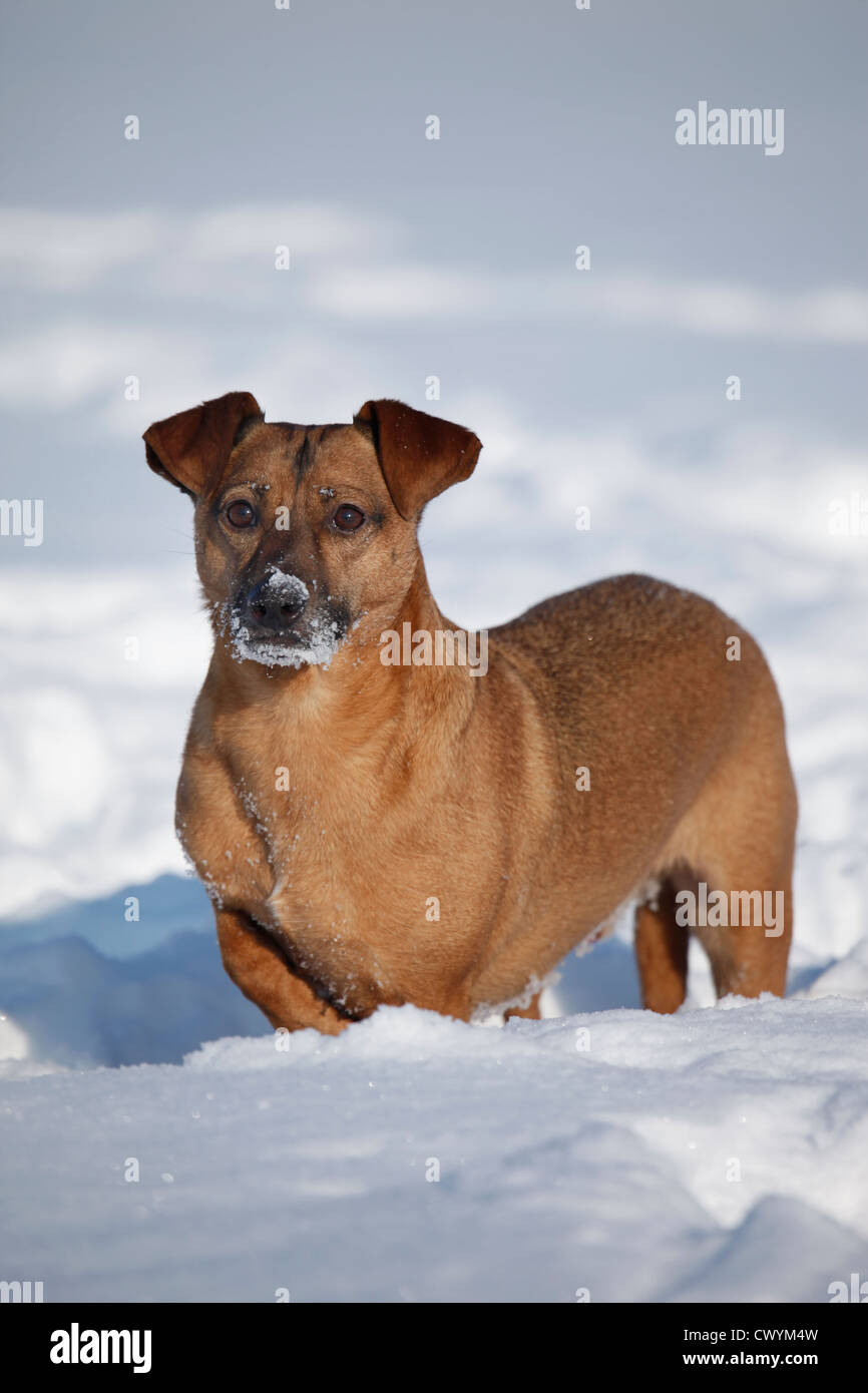 Mongrel dogs hi-res stock photography and images - Alamy