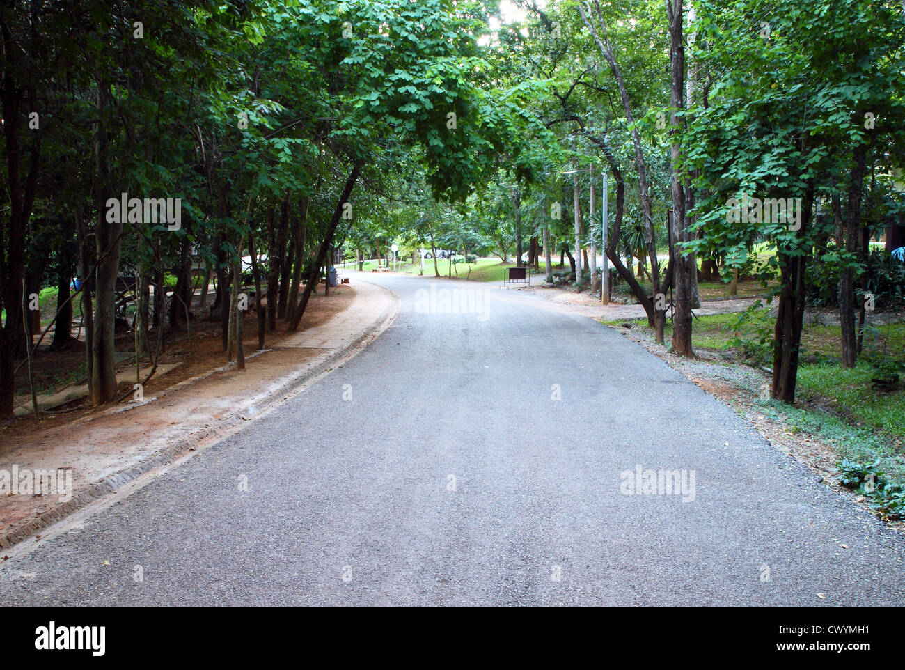 Trees on the two sides of the road hi-res stock photography and images ...