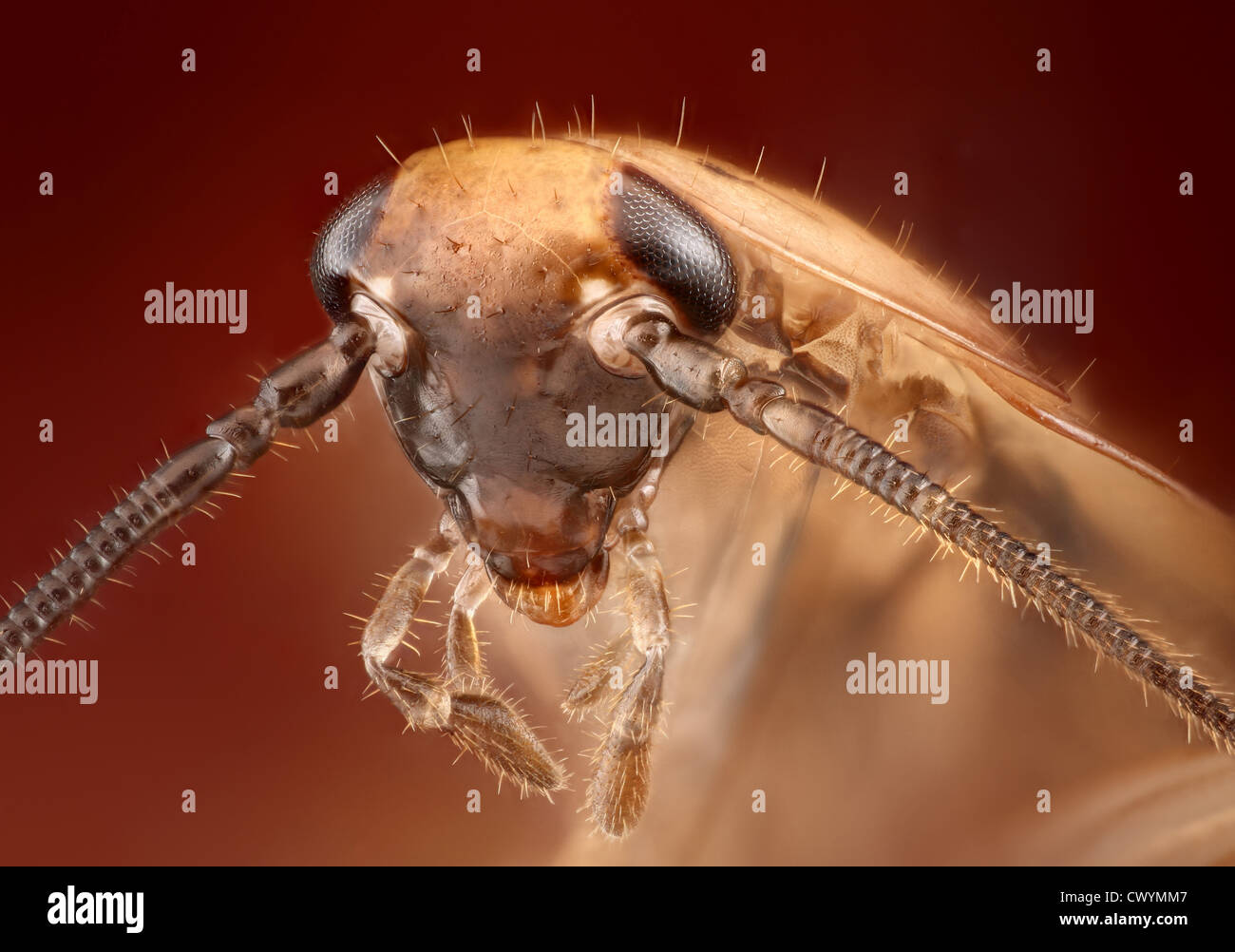 Flying Cockroach High Resolution Stock Photography and Images - Alamy