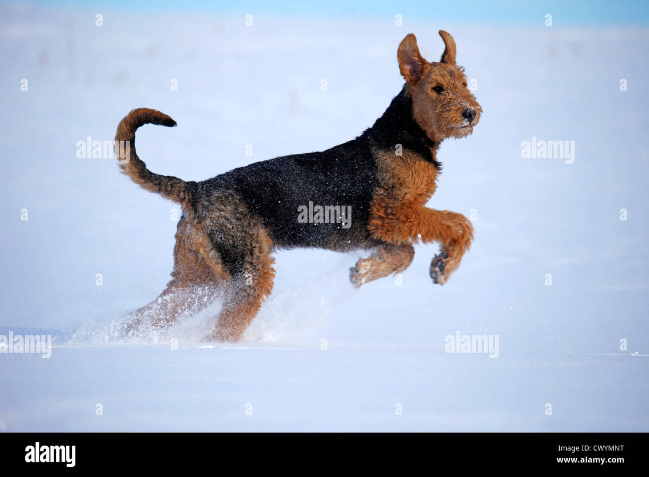running Airedale Terrier Stock Photo - Alamy