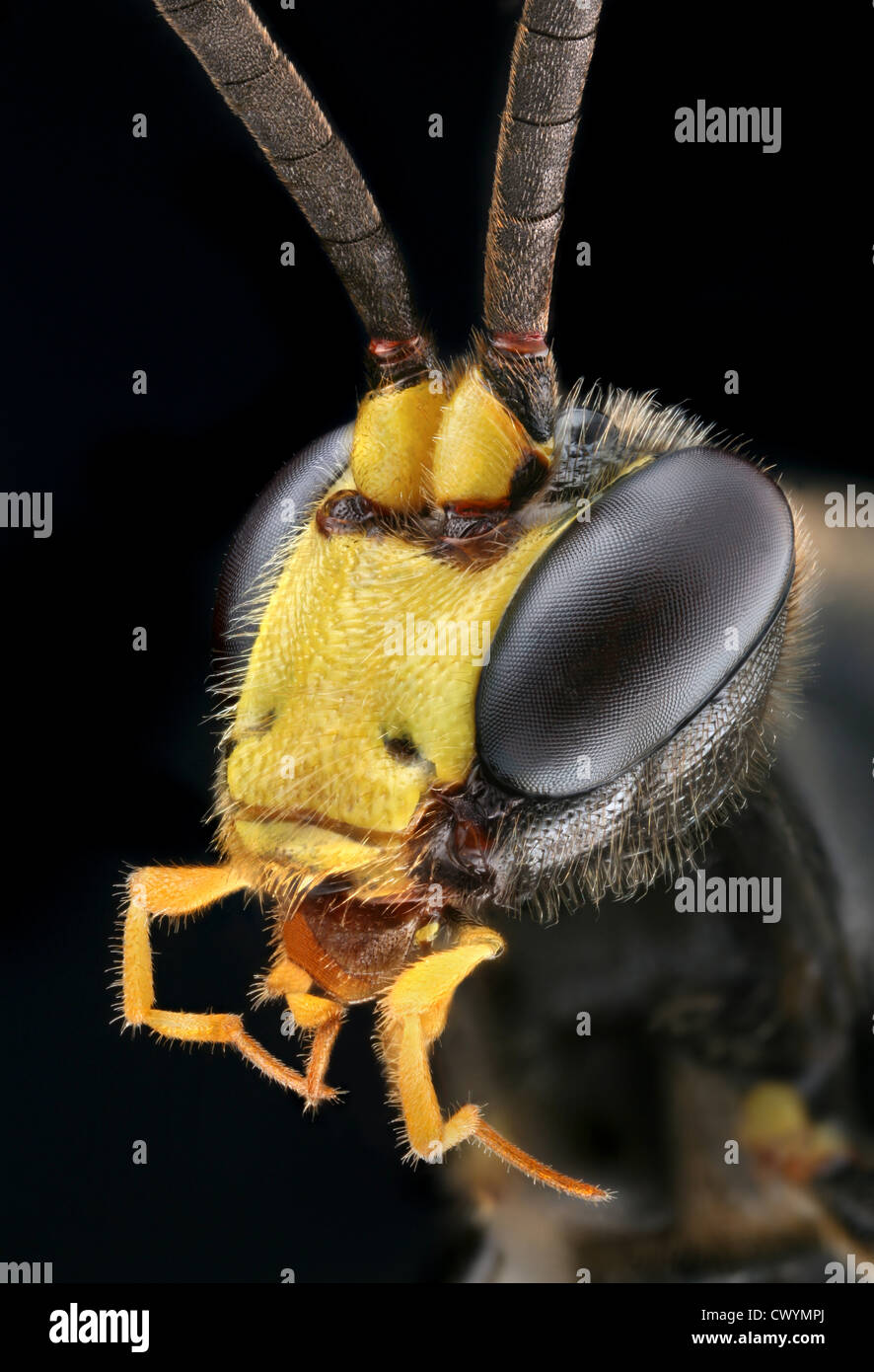 Head of an Ichneumon wasp, macro shot Stock Photo - Alamy