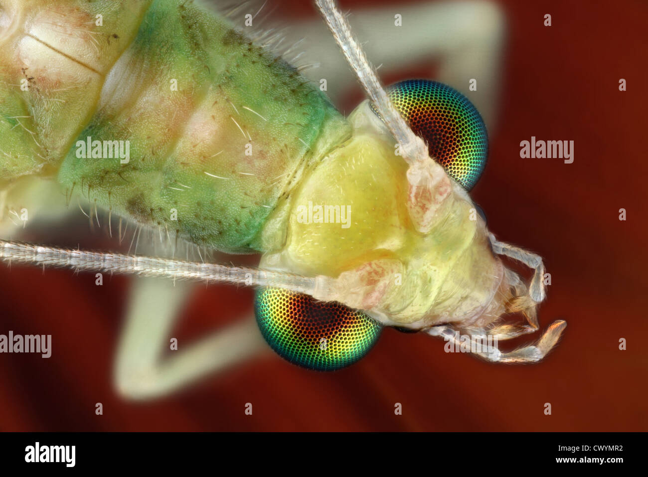 Head of a lacewing, macro shot Stock Photo - Alamy