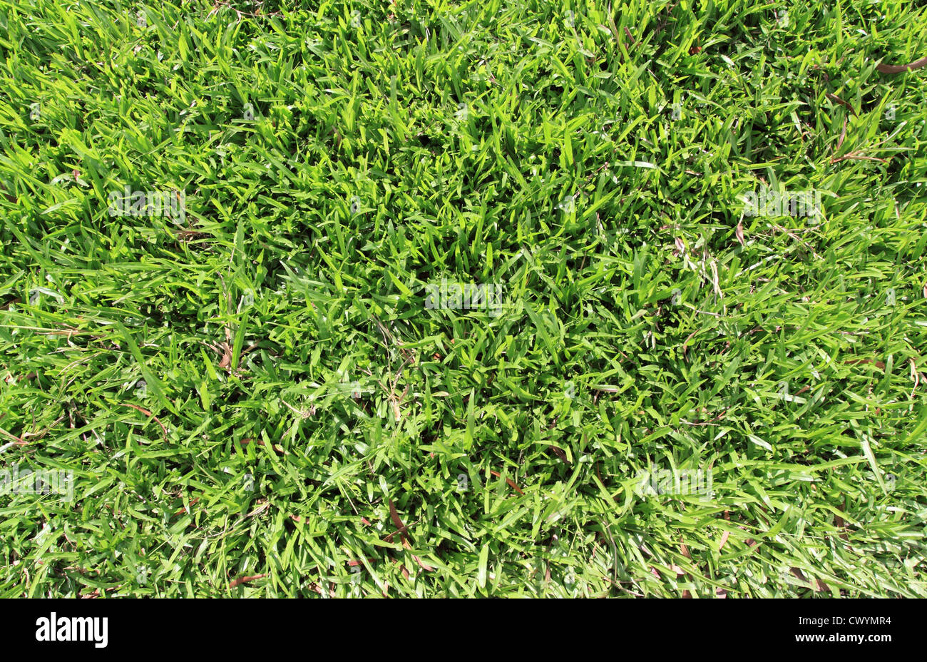 fresh spring green grass Stock Photo - Alamy