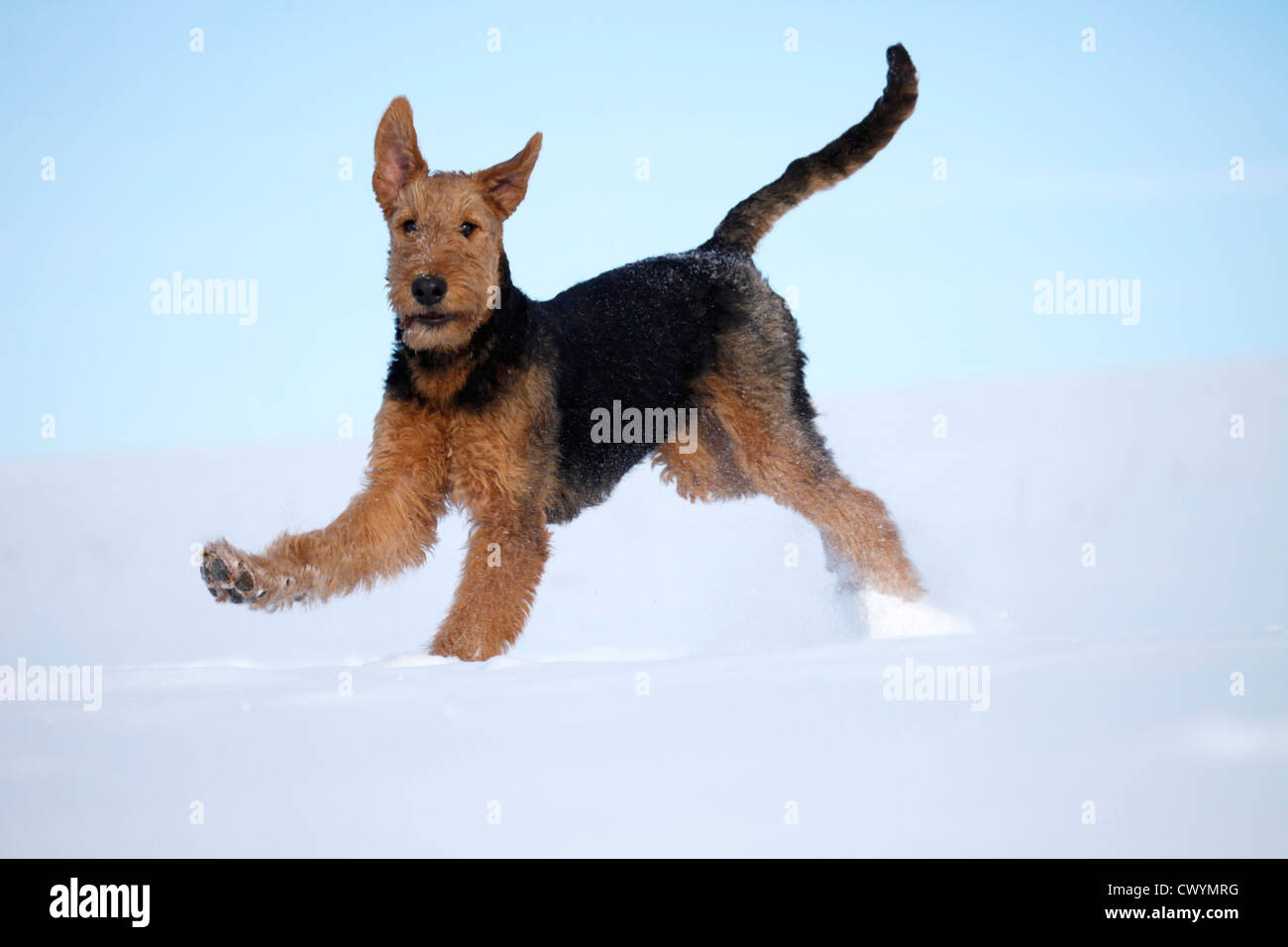 running Airedale Terrier Stock Photo - Alamy