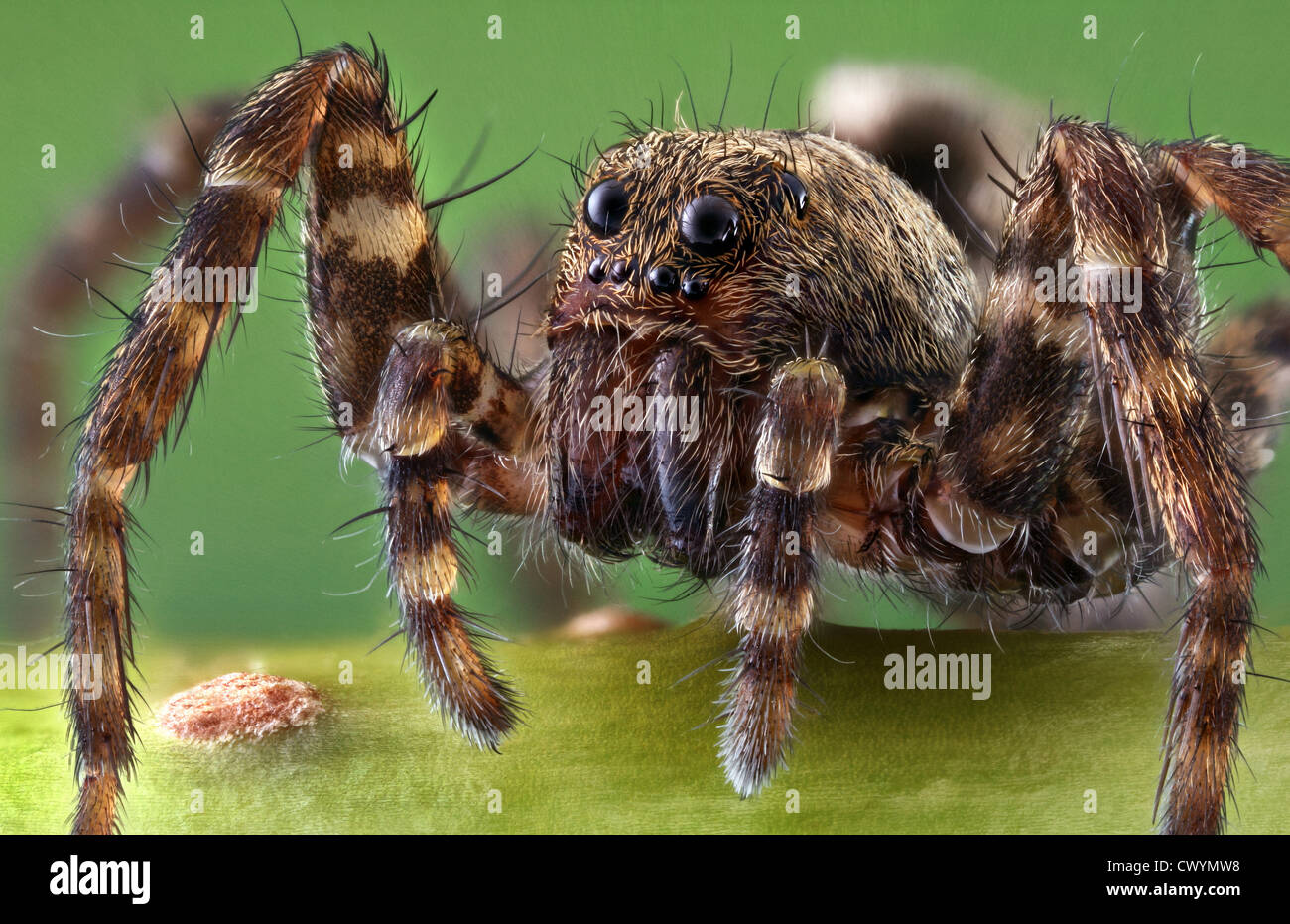 Wolf spider, macro shot Stock Photo - Alamy