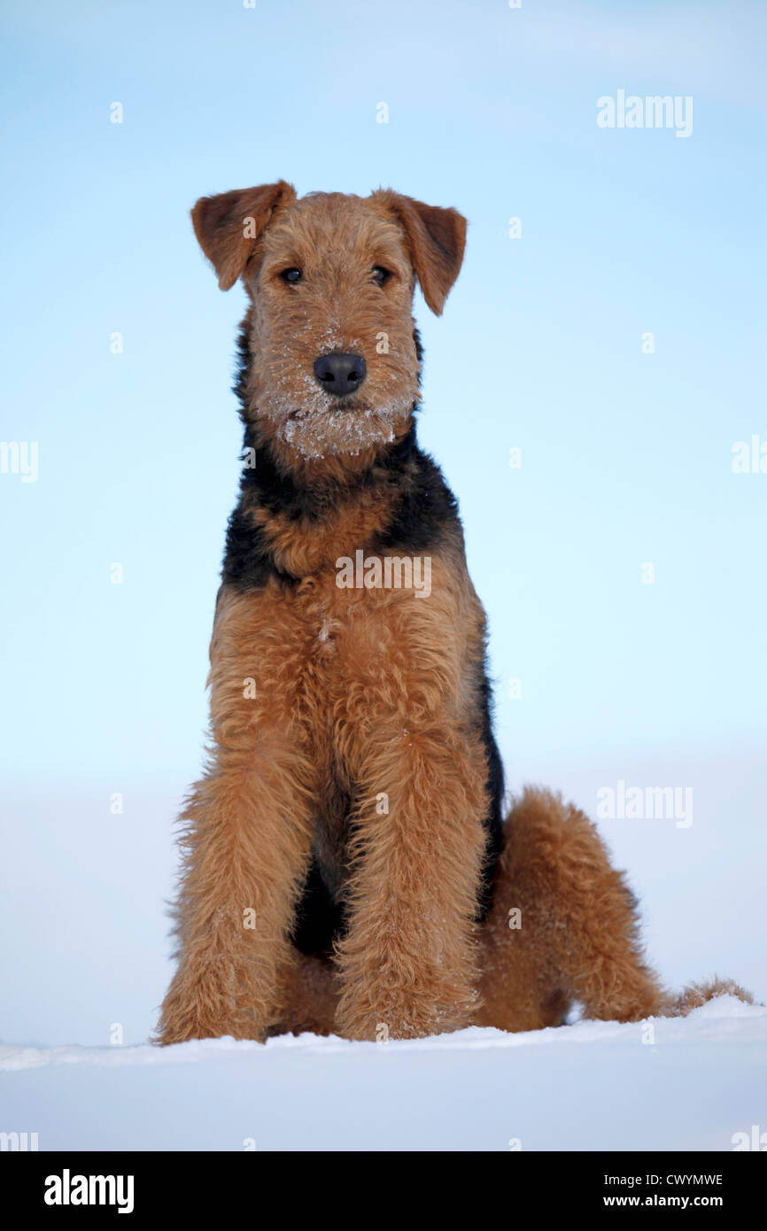 sitting Airedale Terrier Stock Photo - Alamy