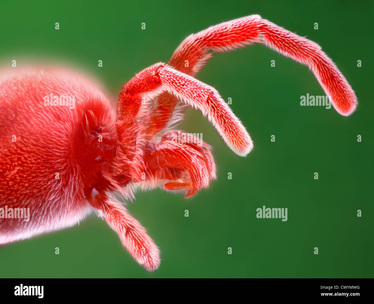 Trombidium hi-res stock photography and images - Alamy