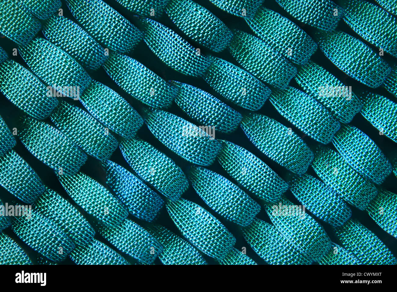 Scales of a butterfly wing, macro shot Stock Photo - Alamy