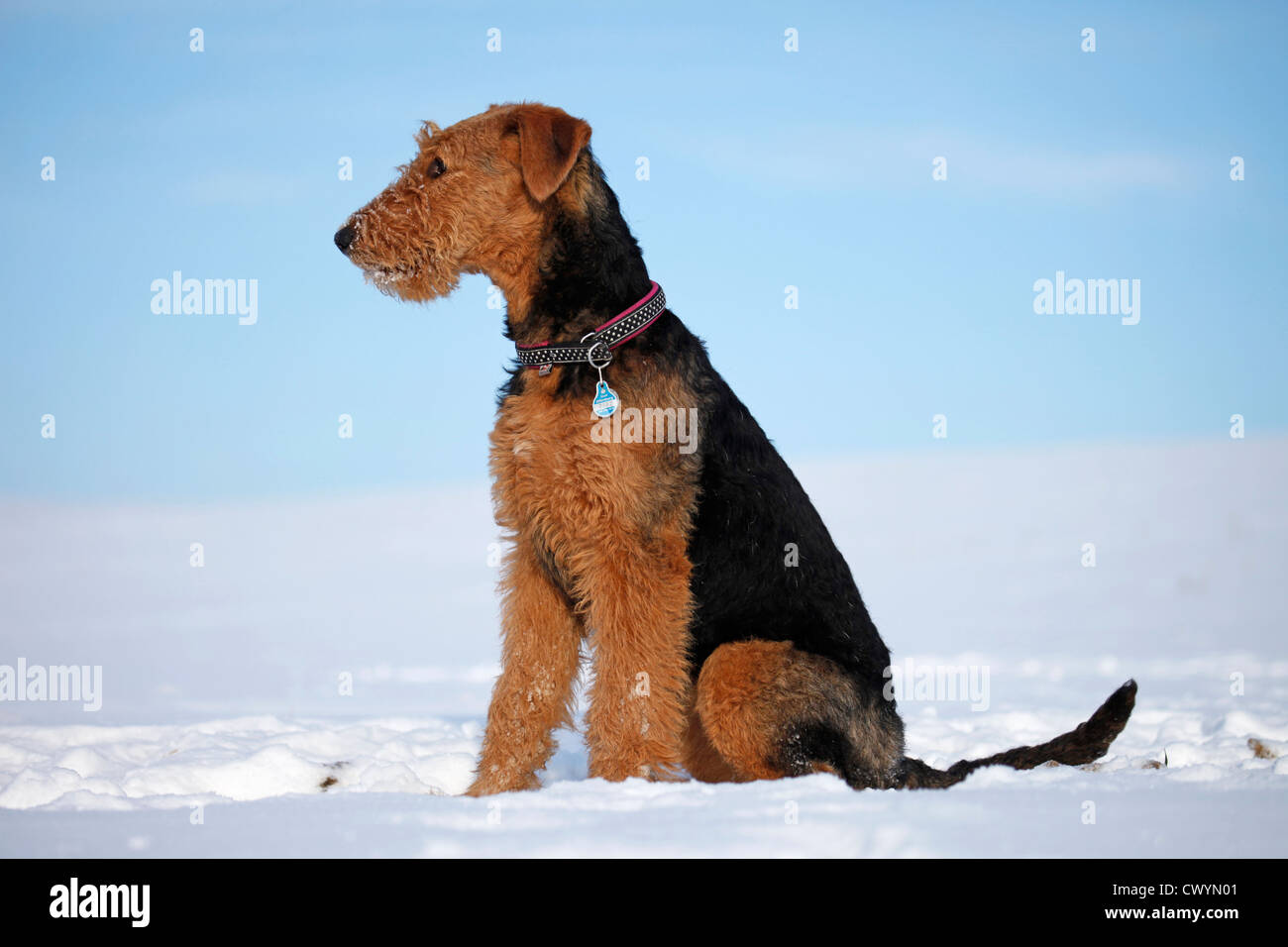 sitting Airedale Terrier Stock Photo - Alamy