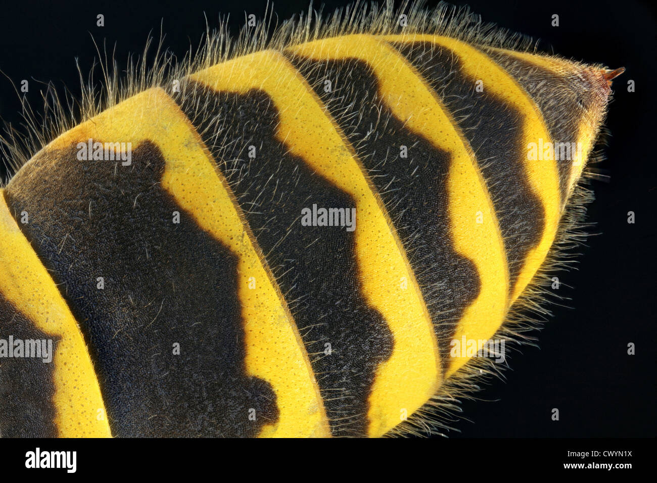 Abdomen of a common wasp, macro shot Stock Photo - Alamy