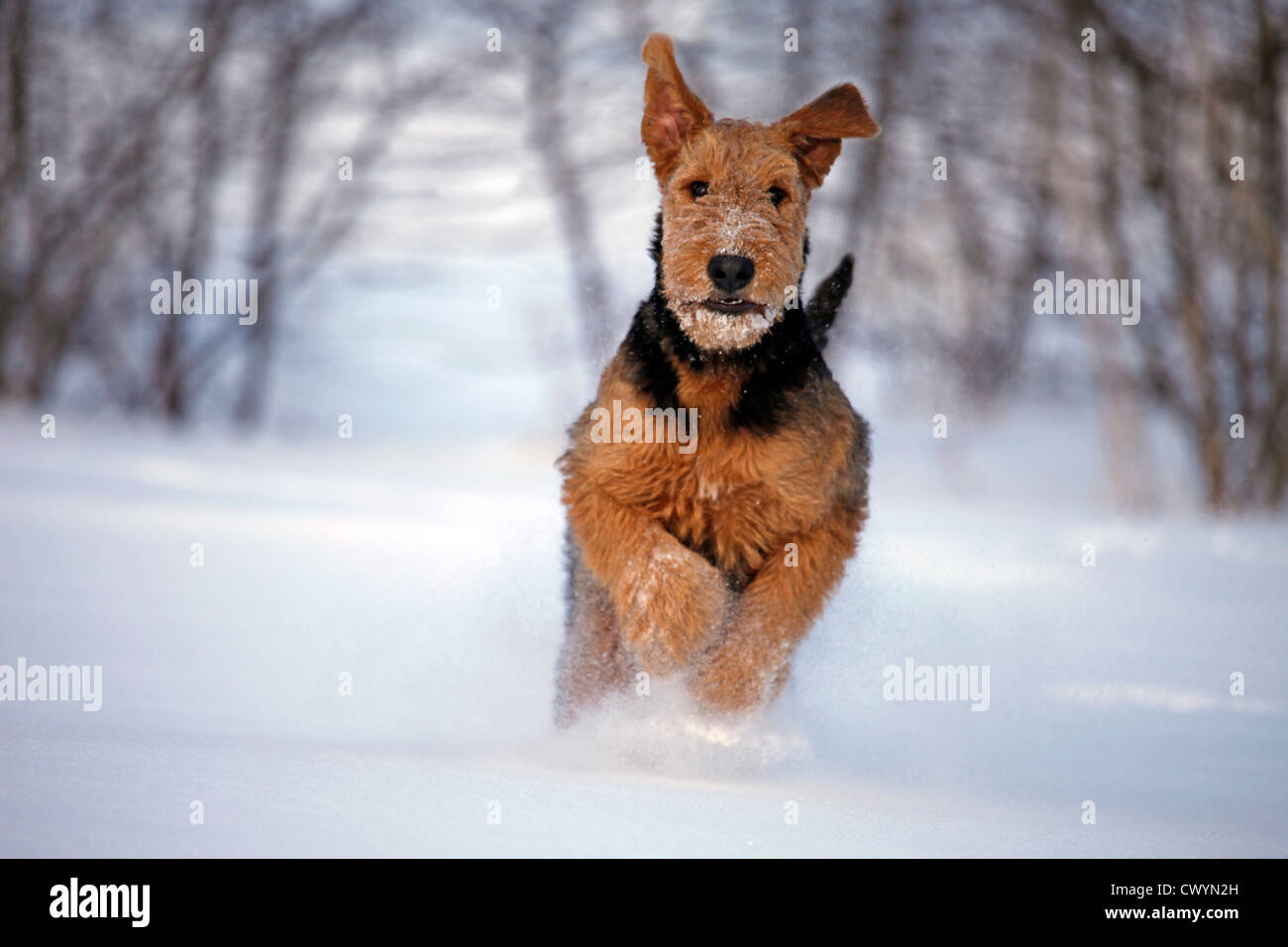 running Airedale Terrier Stock Photo - Alamy